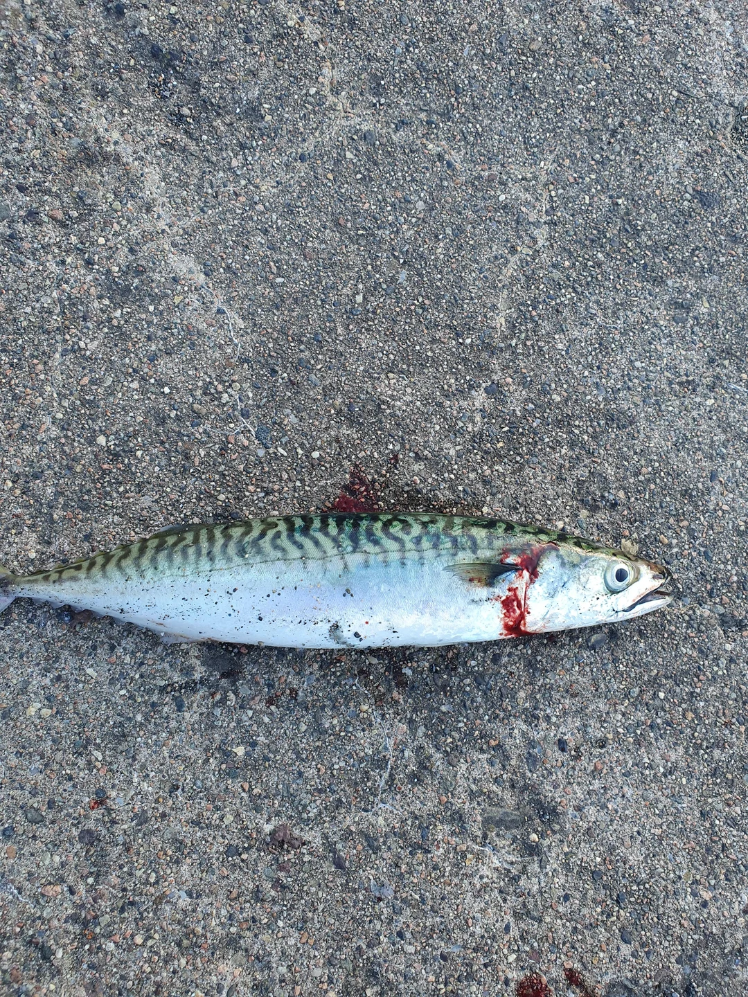 First mackerel | Scrolller