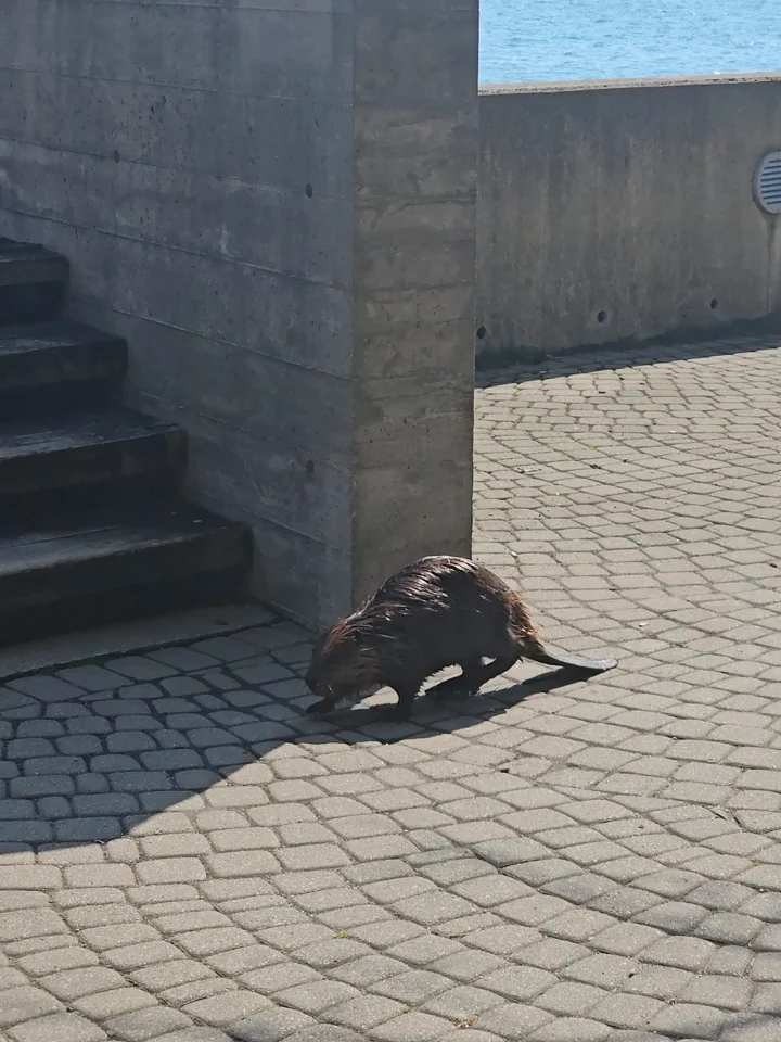 Beaver spotted by Harbourfront | Scrolller