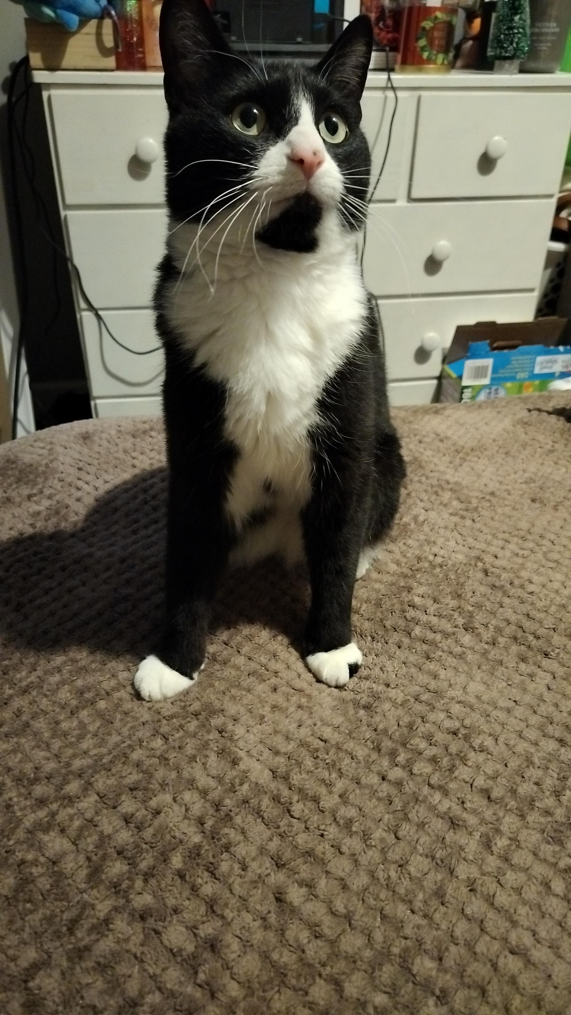 Is there a lore reason why this tuxedo has a hole in his sock?? | Scrolller