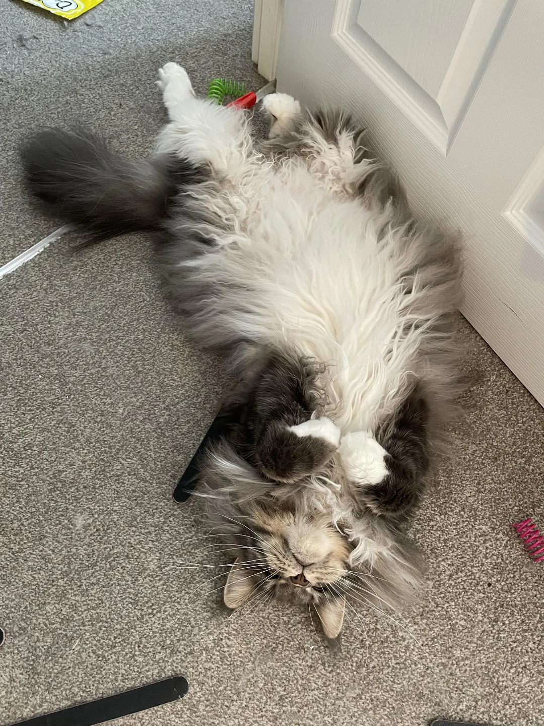 You may look, but never touch! | Scrolller