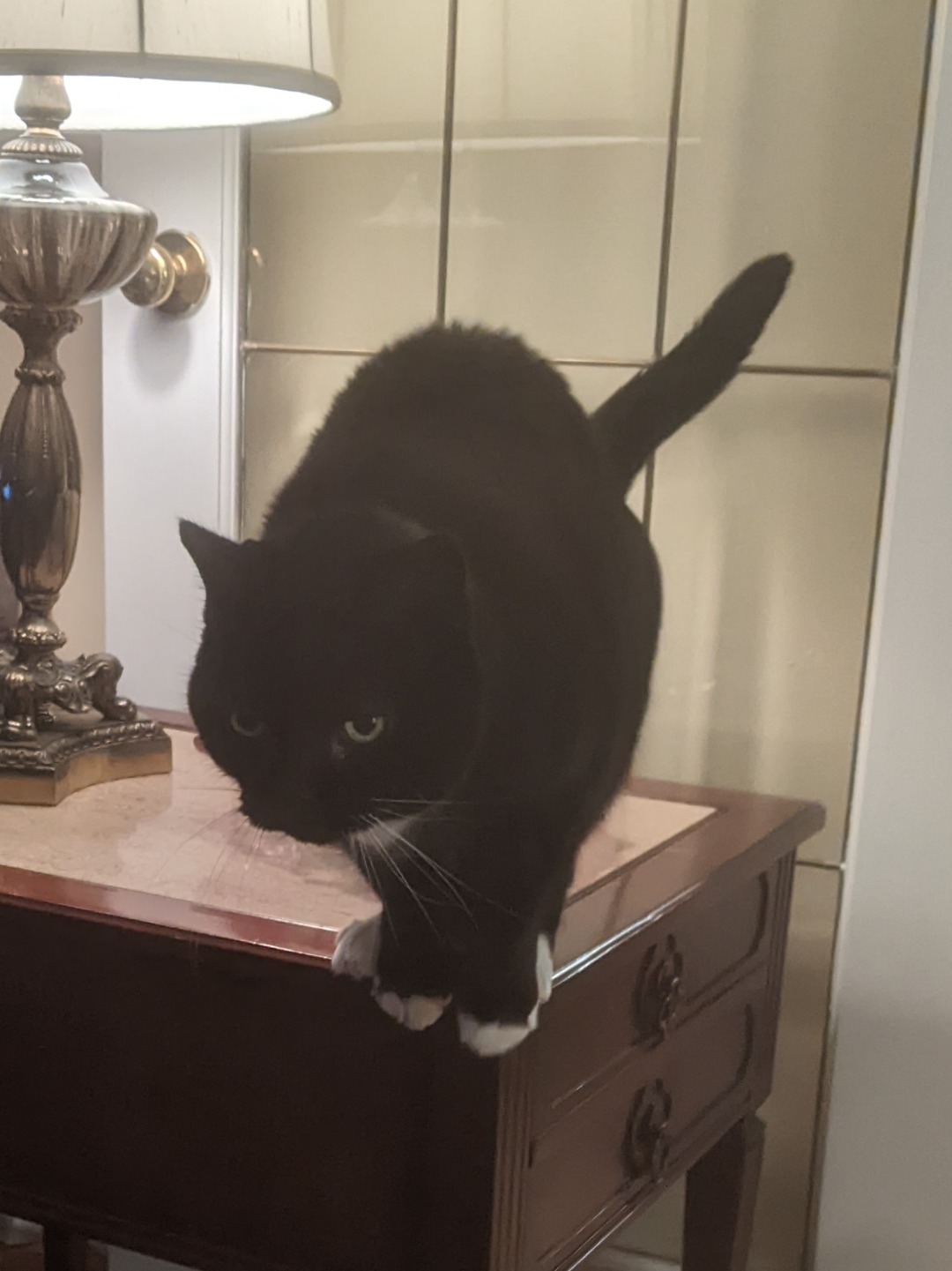 Household Apex Predator | Scrolller