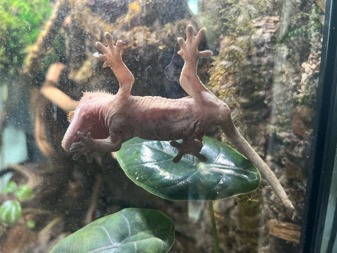 What gender is my Crested Gecko? | Scrolller