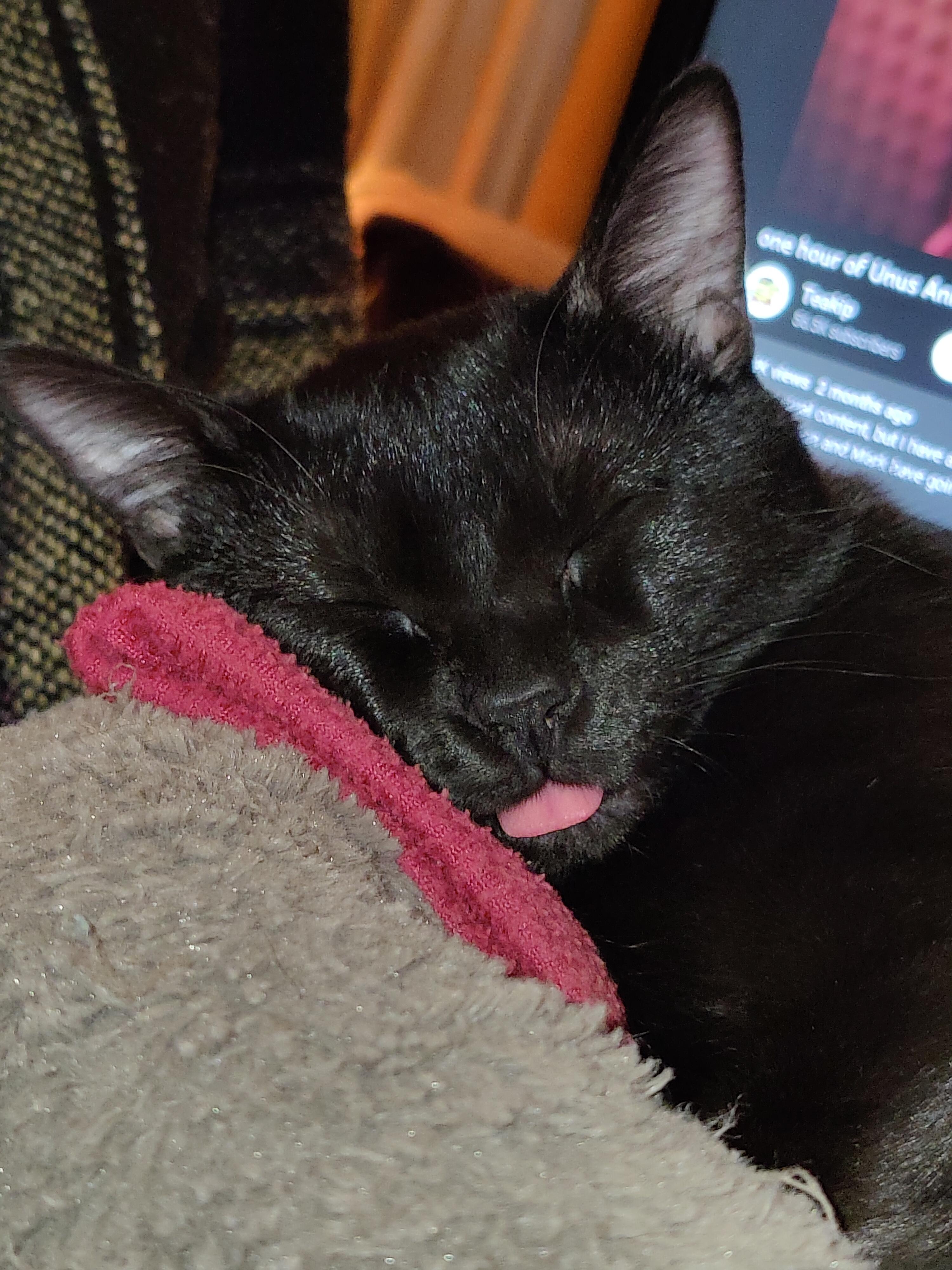 sleep blep | Scrolller
