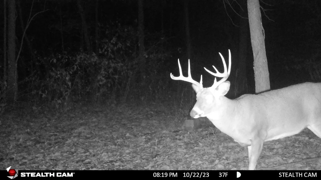 Buck from my game cam | Scrolller