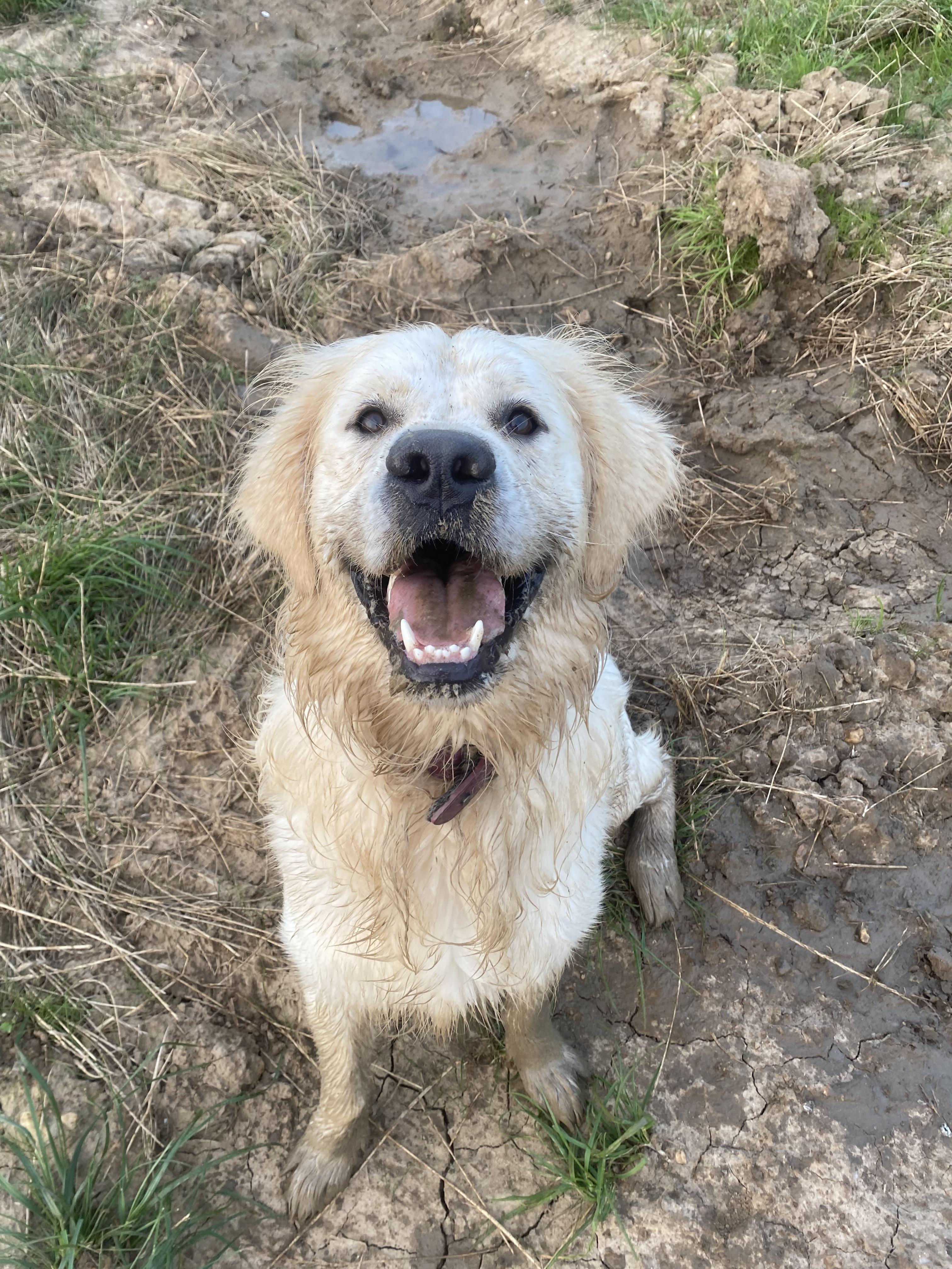 Muddy Pup | Scrolller