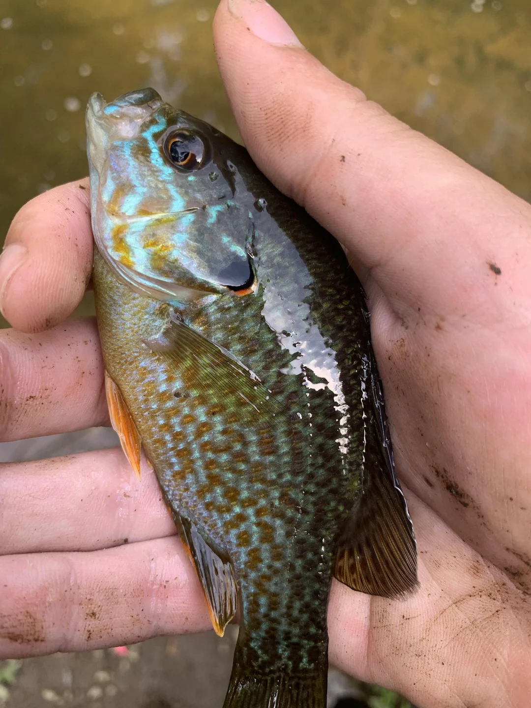 Bluegill+green sunfish hybrid or Pumpkin seed? | Scrolller