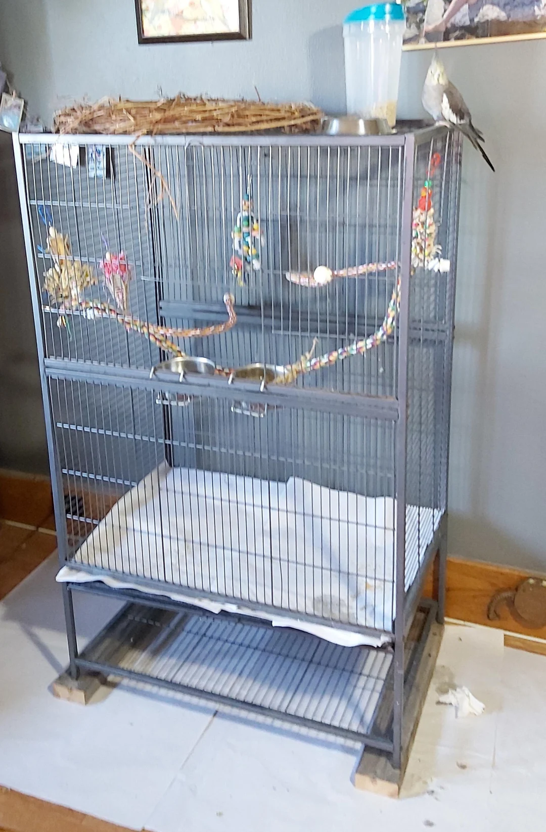 Gryphon got a new cage. | Scrolller