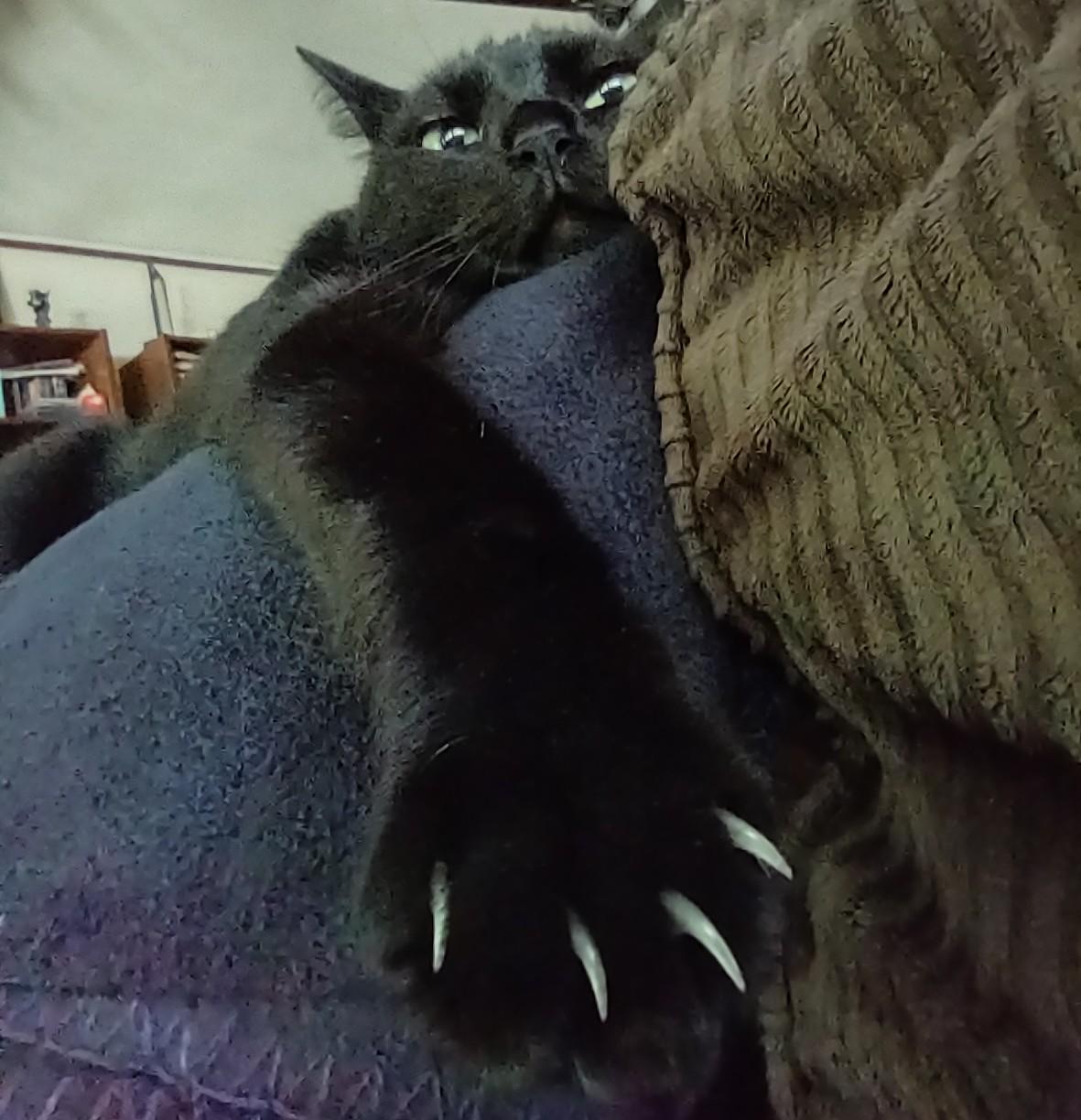 Look, just hand over the catnip and we won't have a problem, alright ...