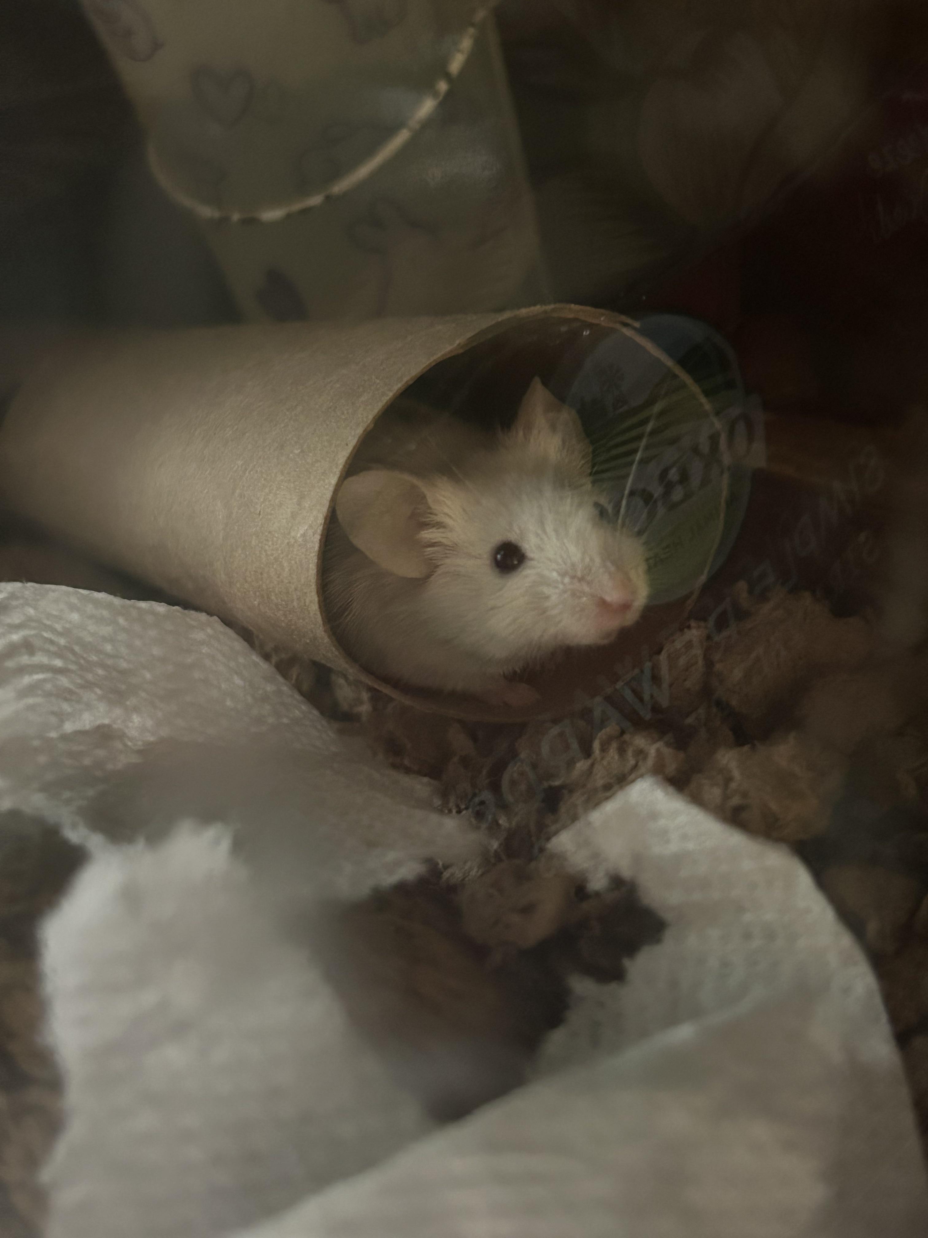 Mouse man loves his tubes | Scrolller