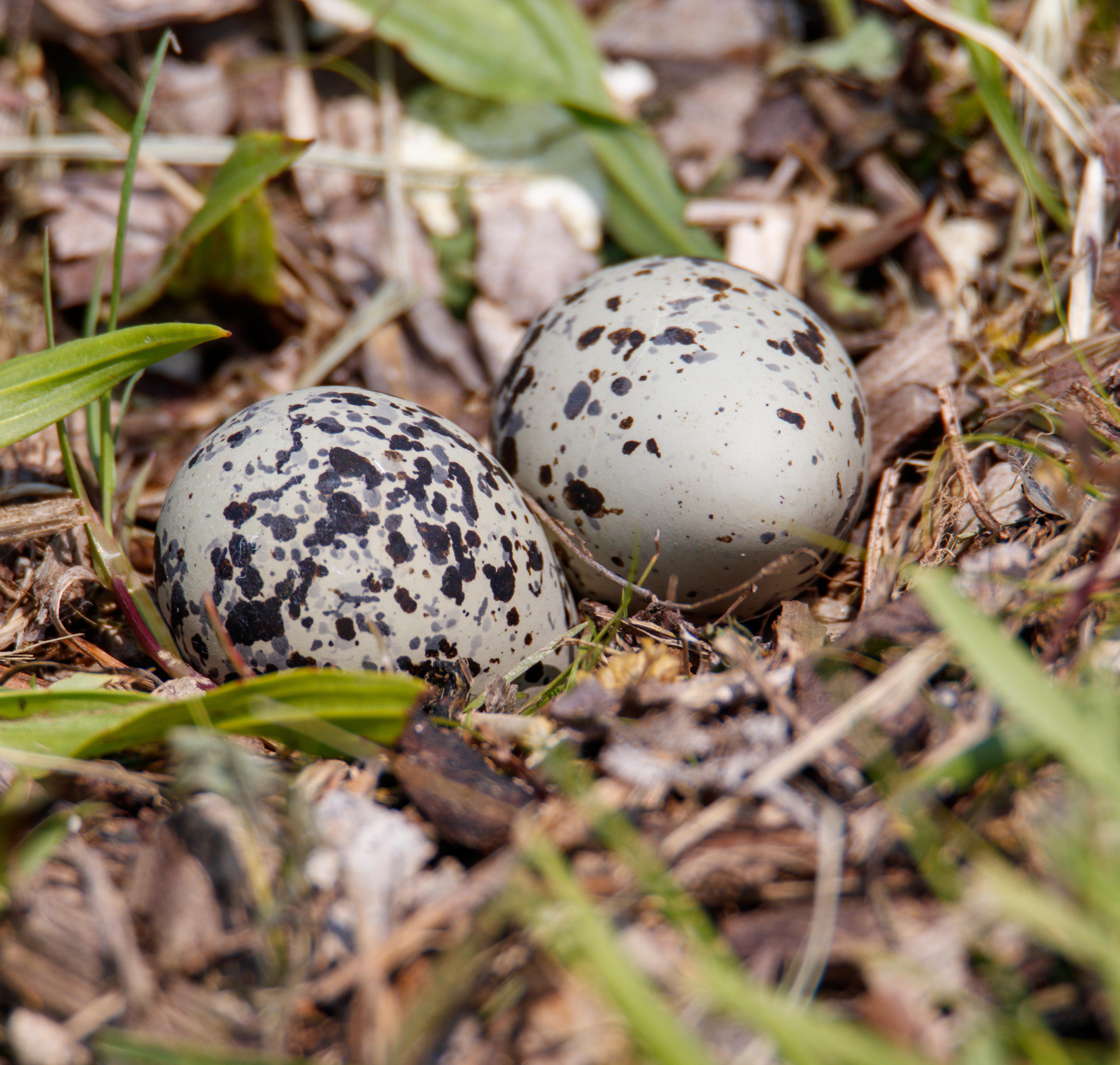 Killdeer eggs | Scrolller