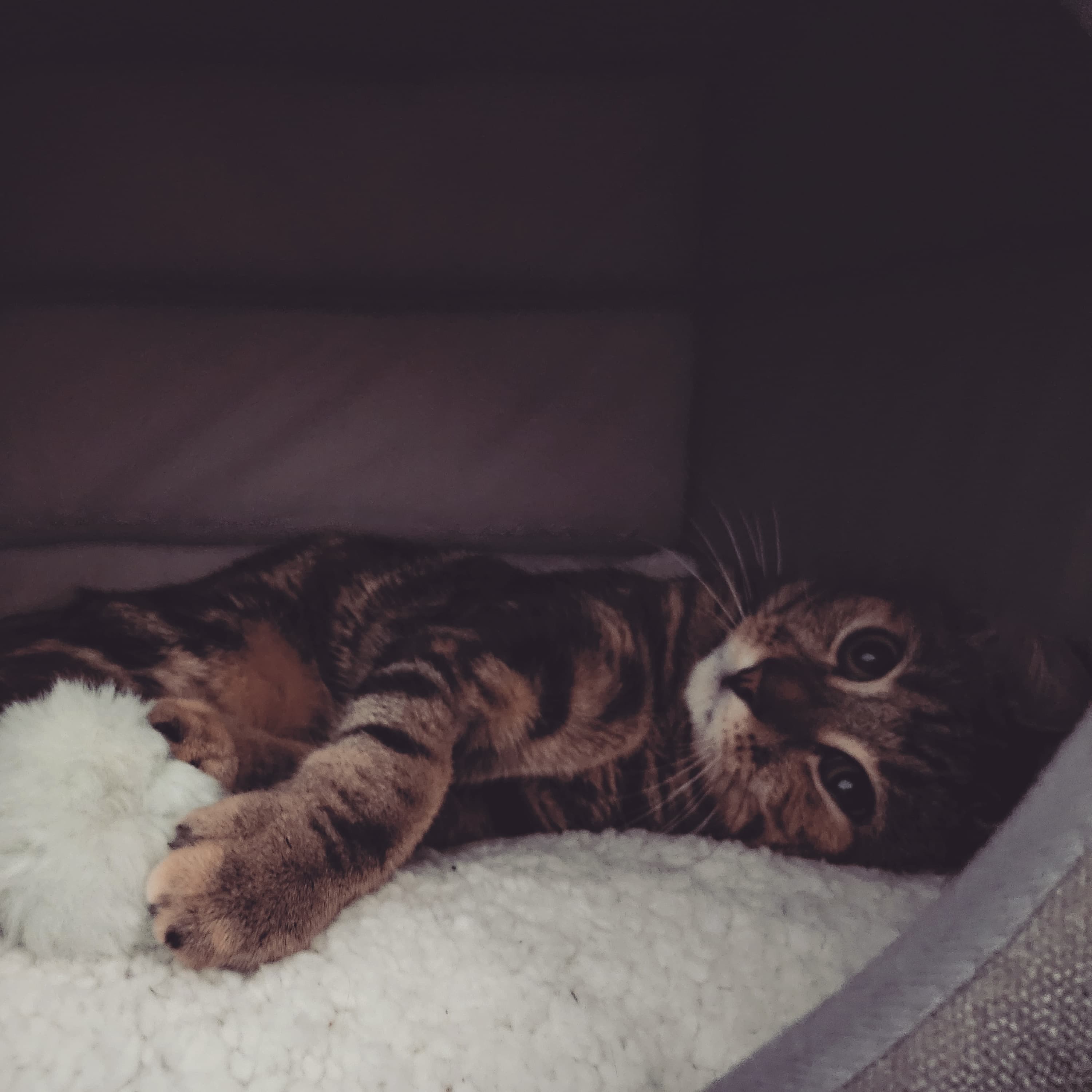 Beautiful Manx - Named Tea | Scrolller