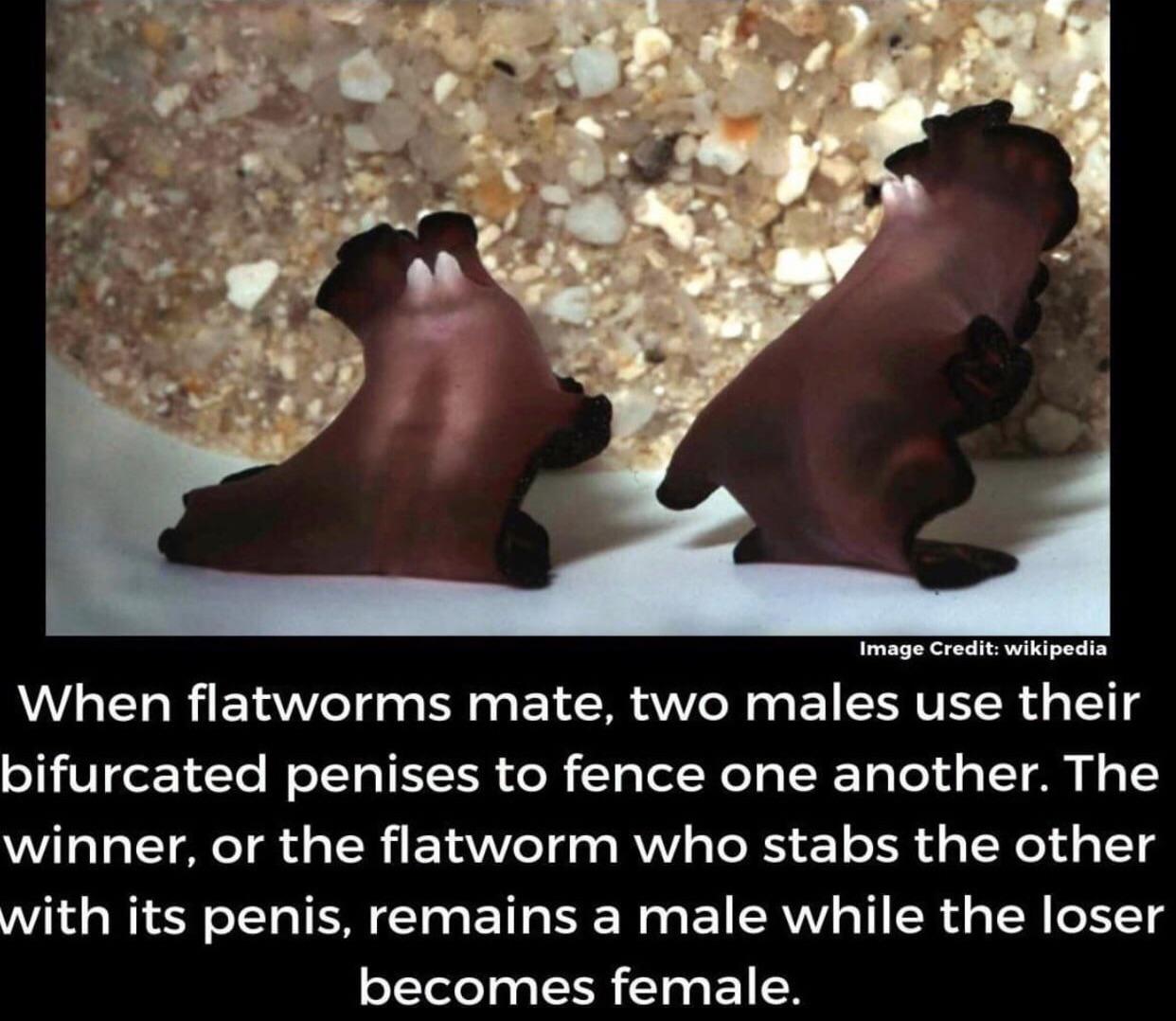 Wha- What? | Scrolller