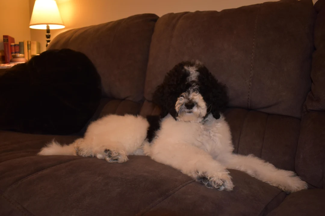 This little fluff ball changed my life 💕 | Scrolller