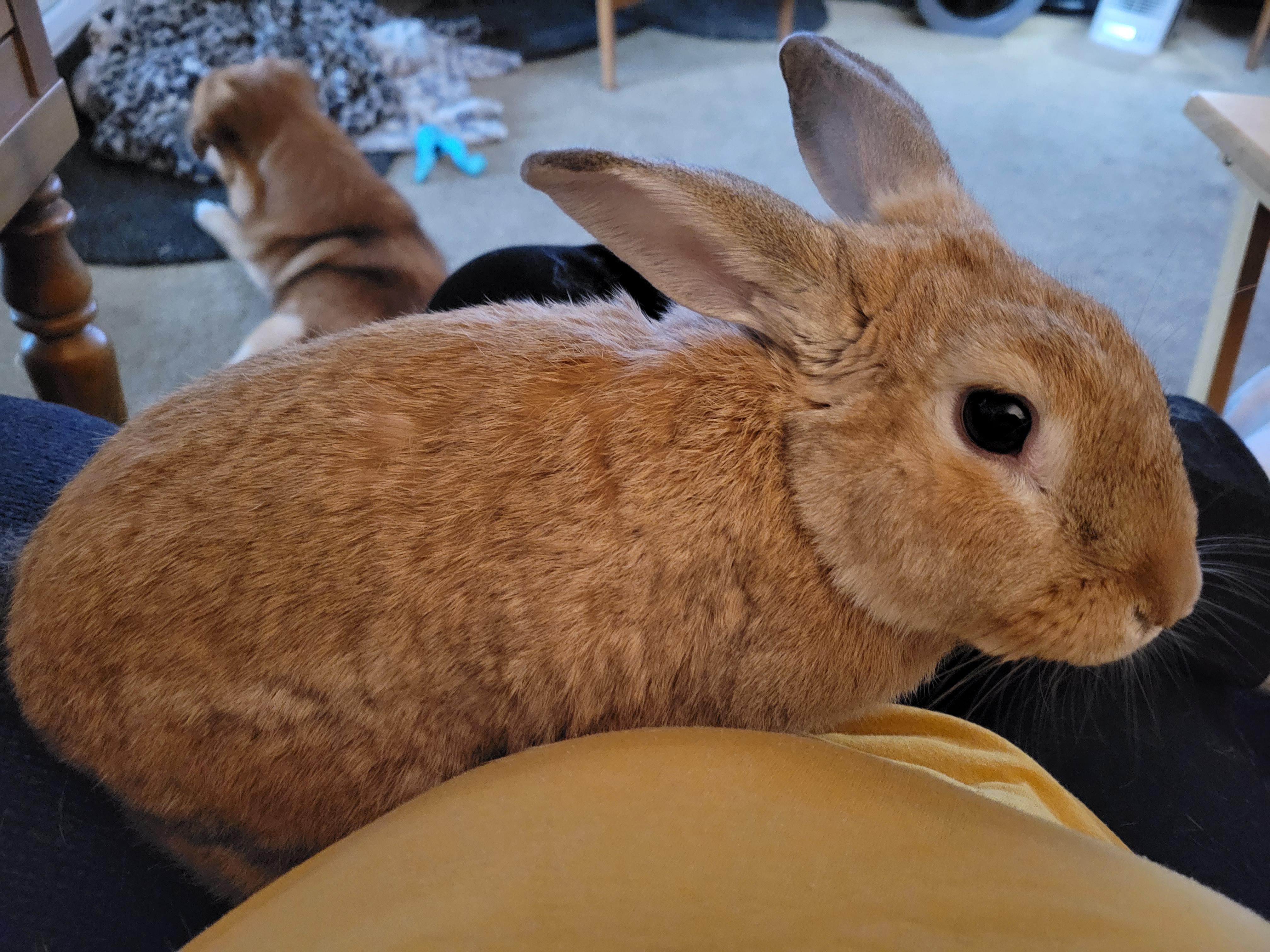 Floppy Ear | Scrolller