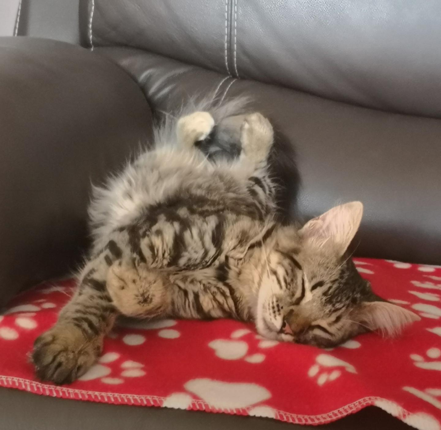 Linza taking a nap | Scrolller