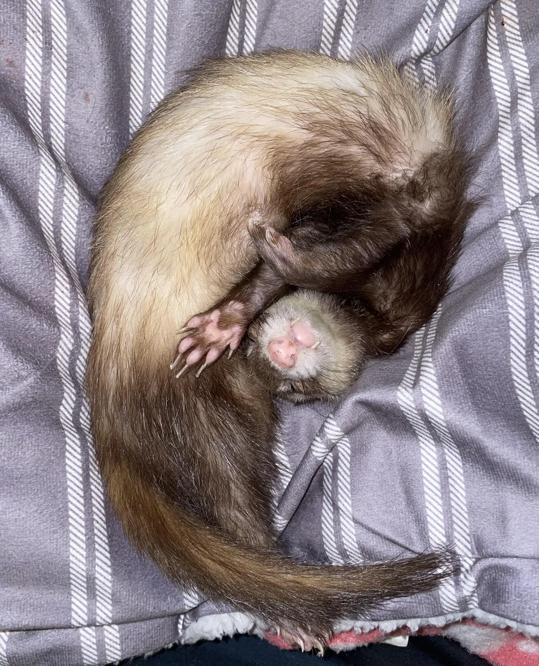 Super Ferret | Scrolller