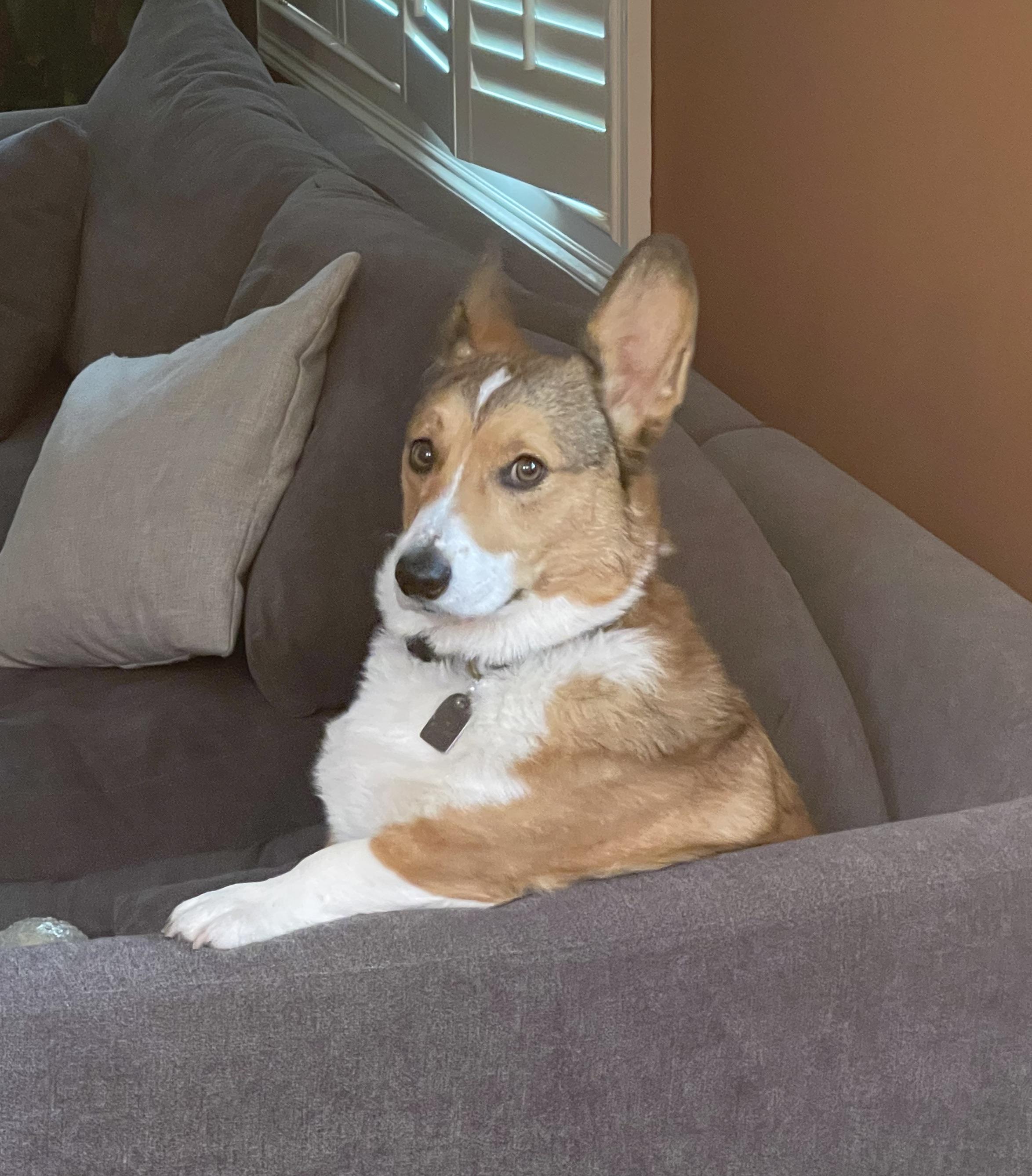 This distinguished gentleman recently turned four 🥰 | Scrolller