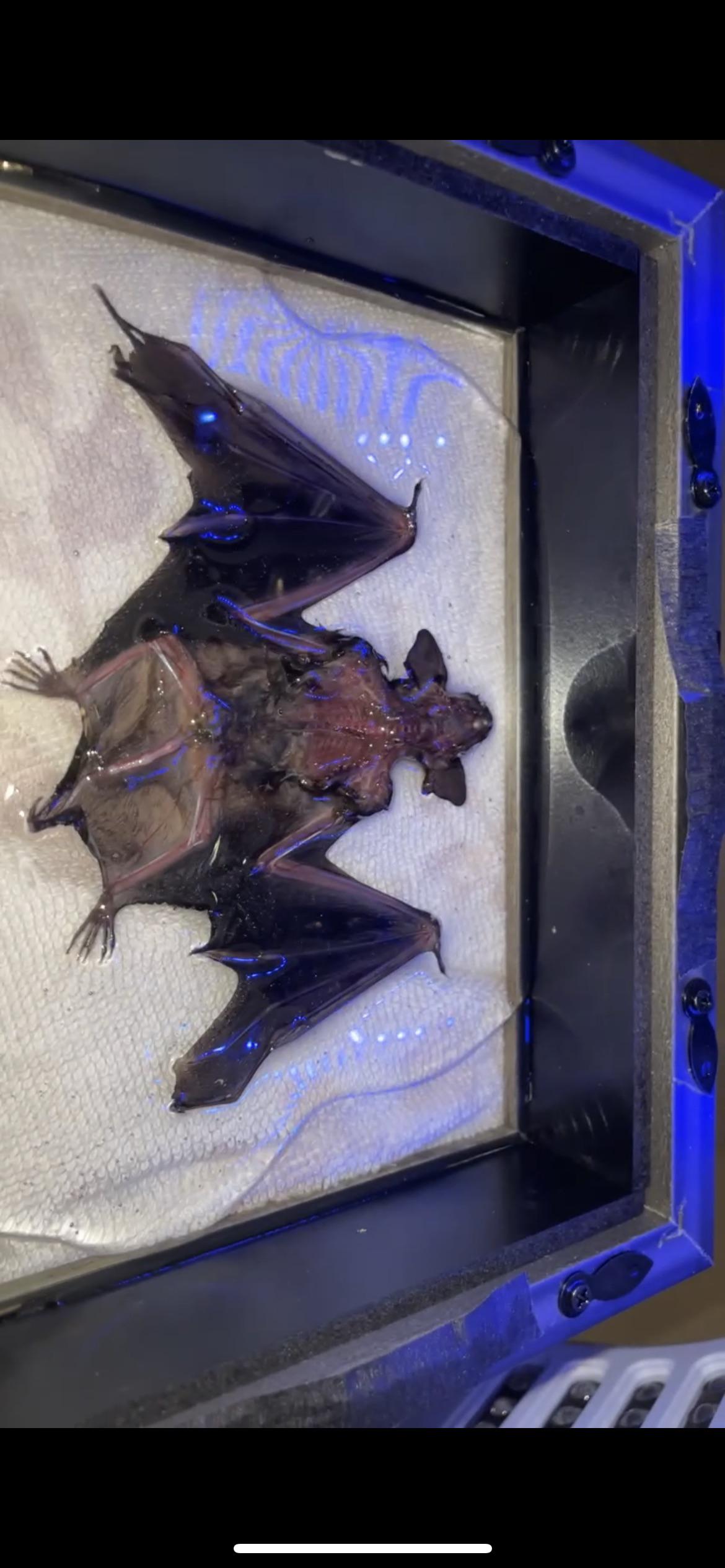 Preserved Bat | Scrolller