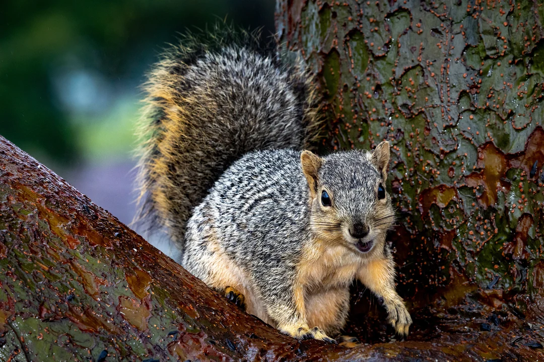 Rainy Day Squirrel | Scrolller