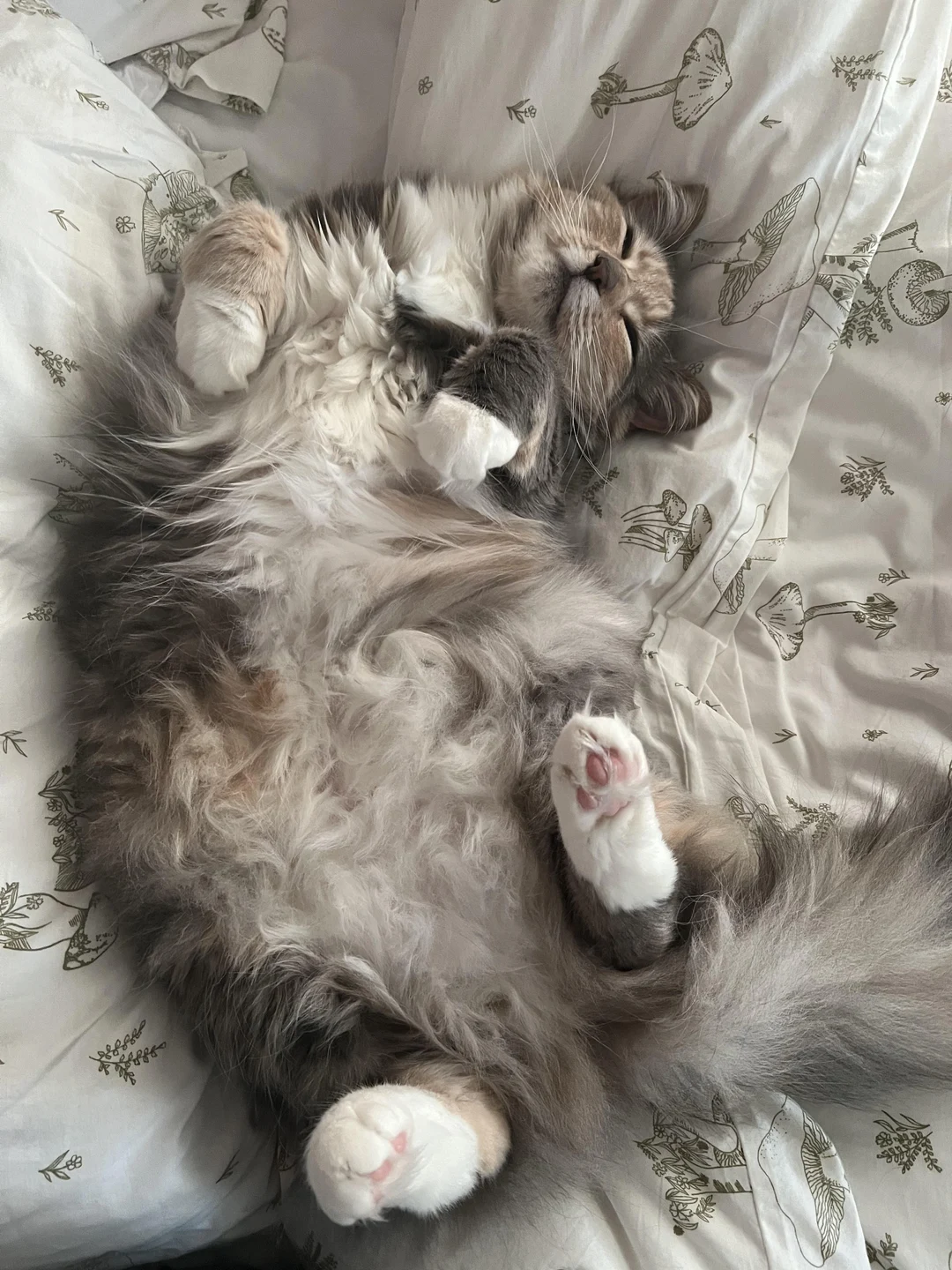Floof belly! | Scrolller