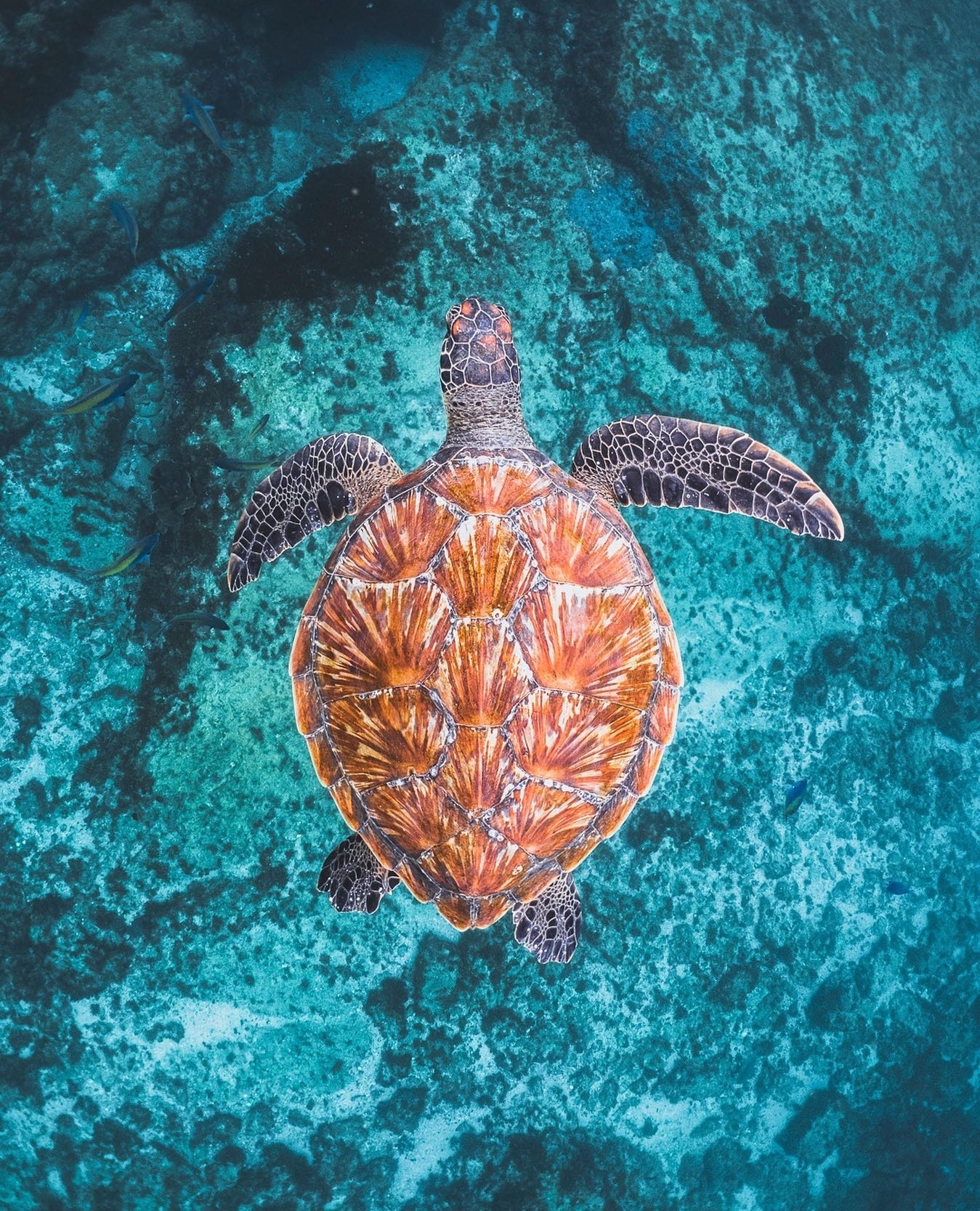 Amazing turtle | Scrolller