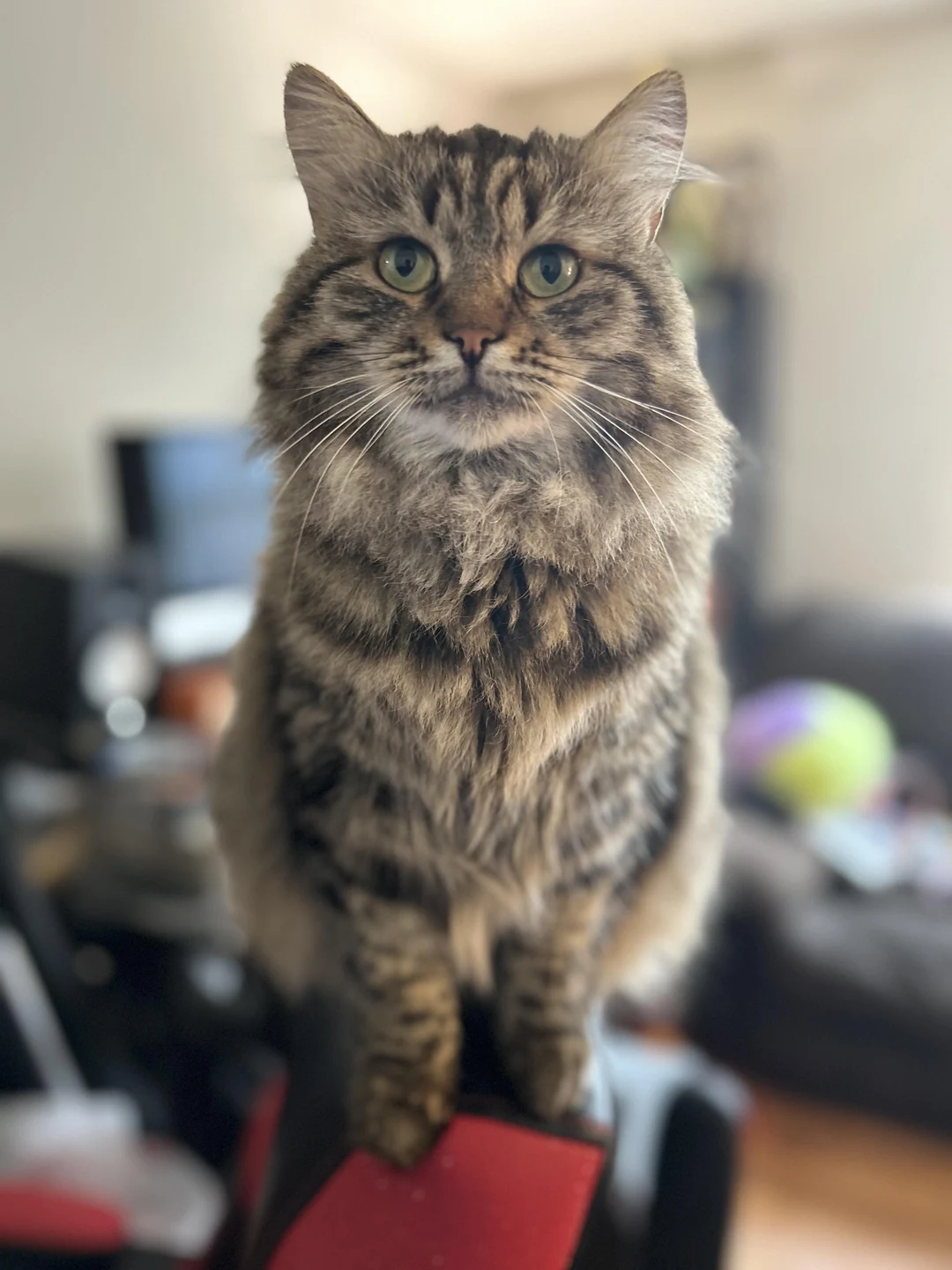 Our Daria Myshka! Mischievous and loving! | Scrolller