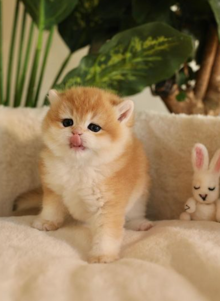 Cute pretty blep. | Scrolller