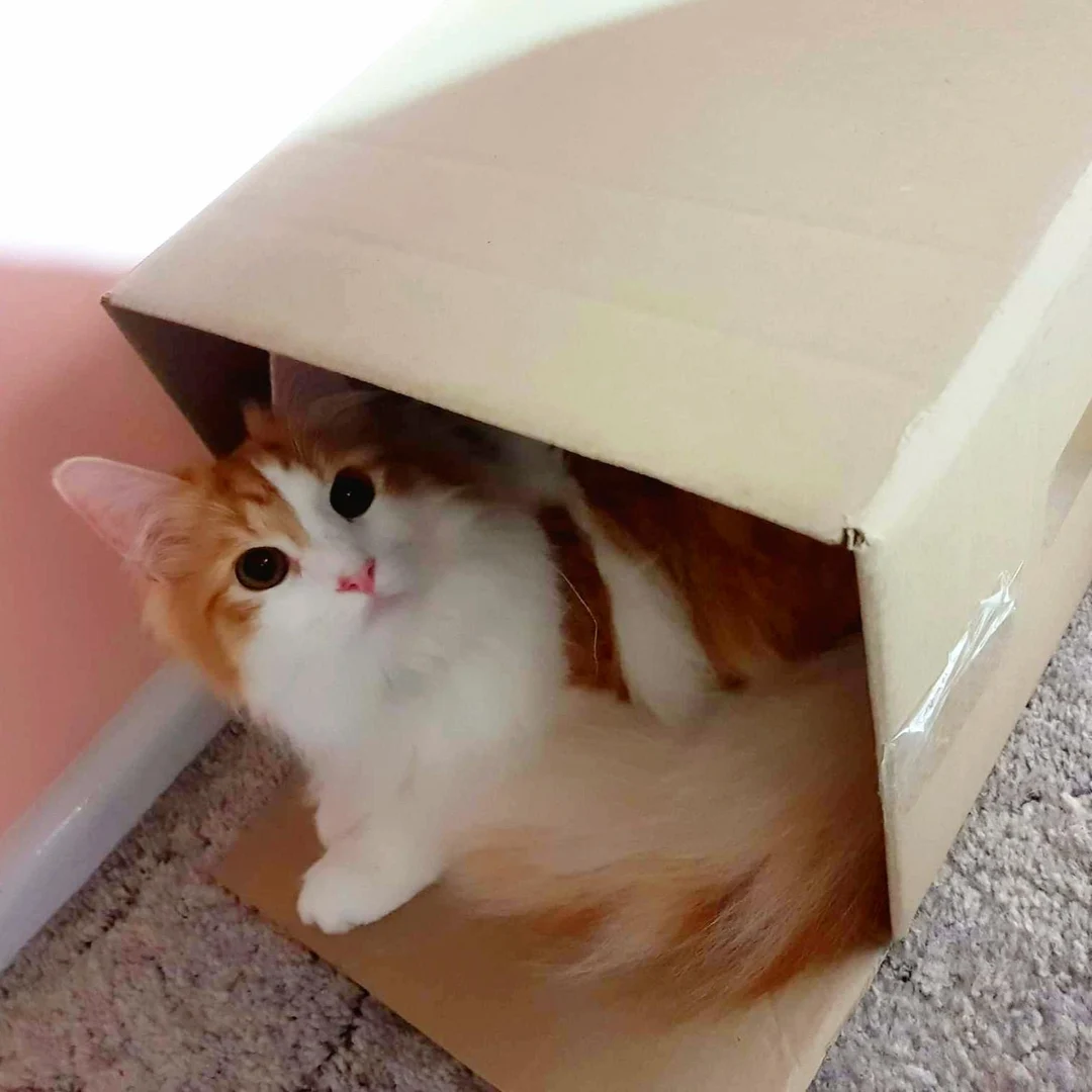 I turn around annnnnnddd I captured a floof. | Scrolller