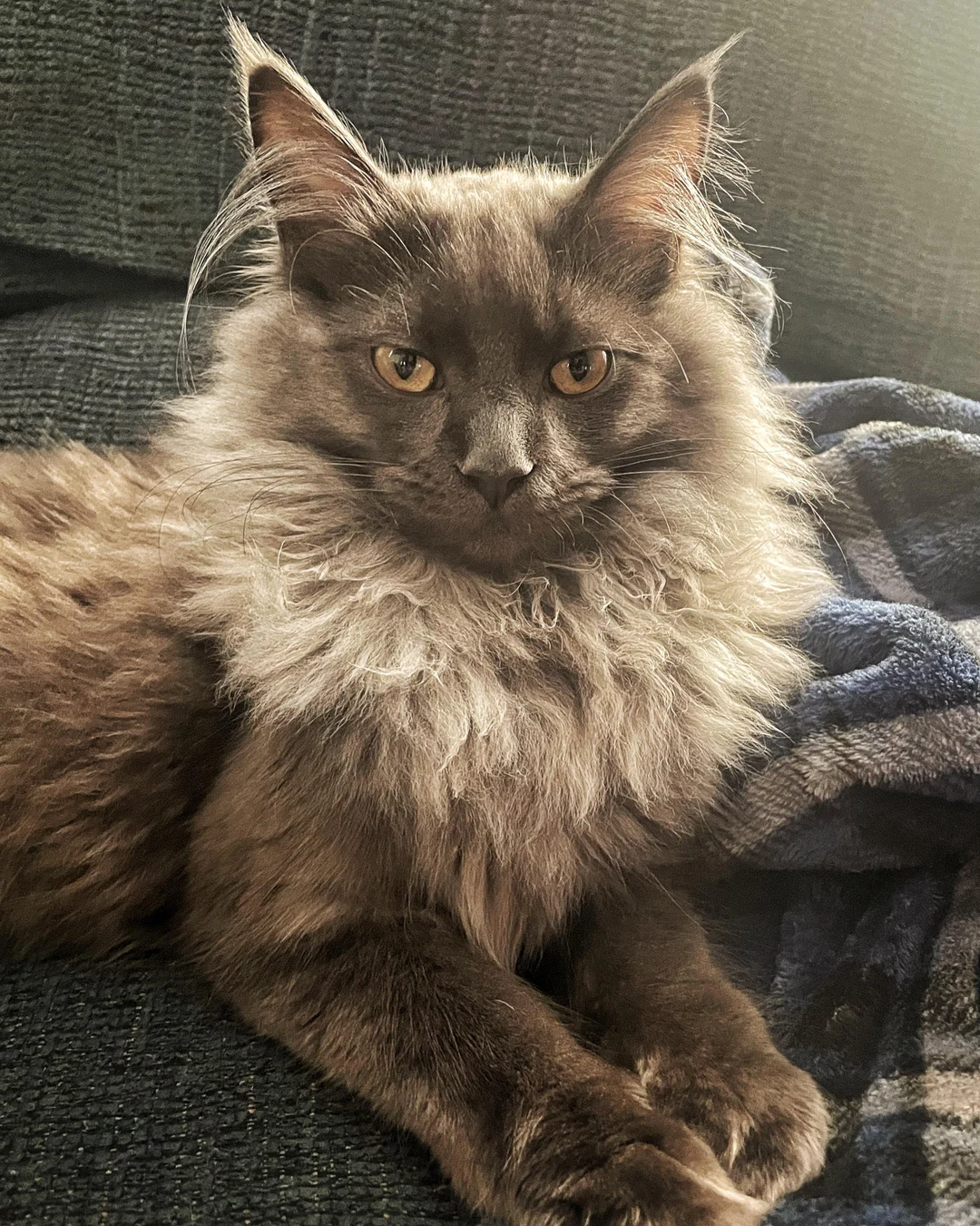 My 6 month “Cevi”. She’s got some ‘tude, for sure. | Scrolller