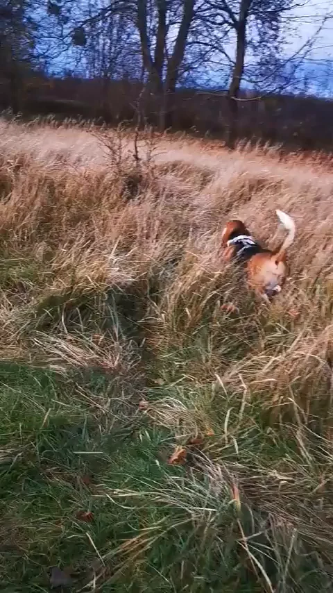 My basset hound navigation tail | Scrolller