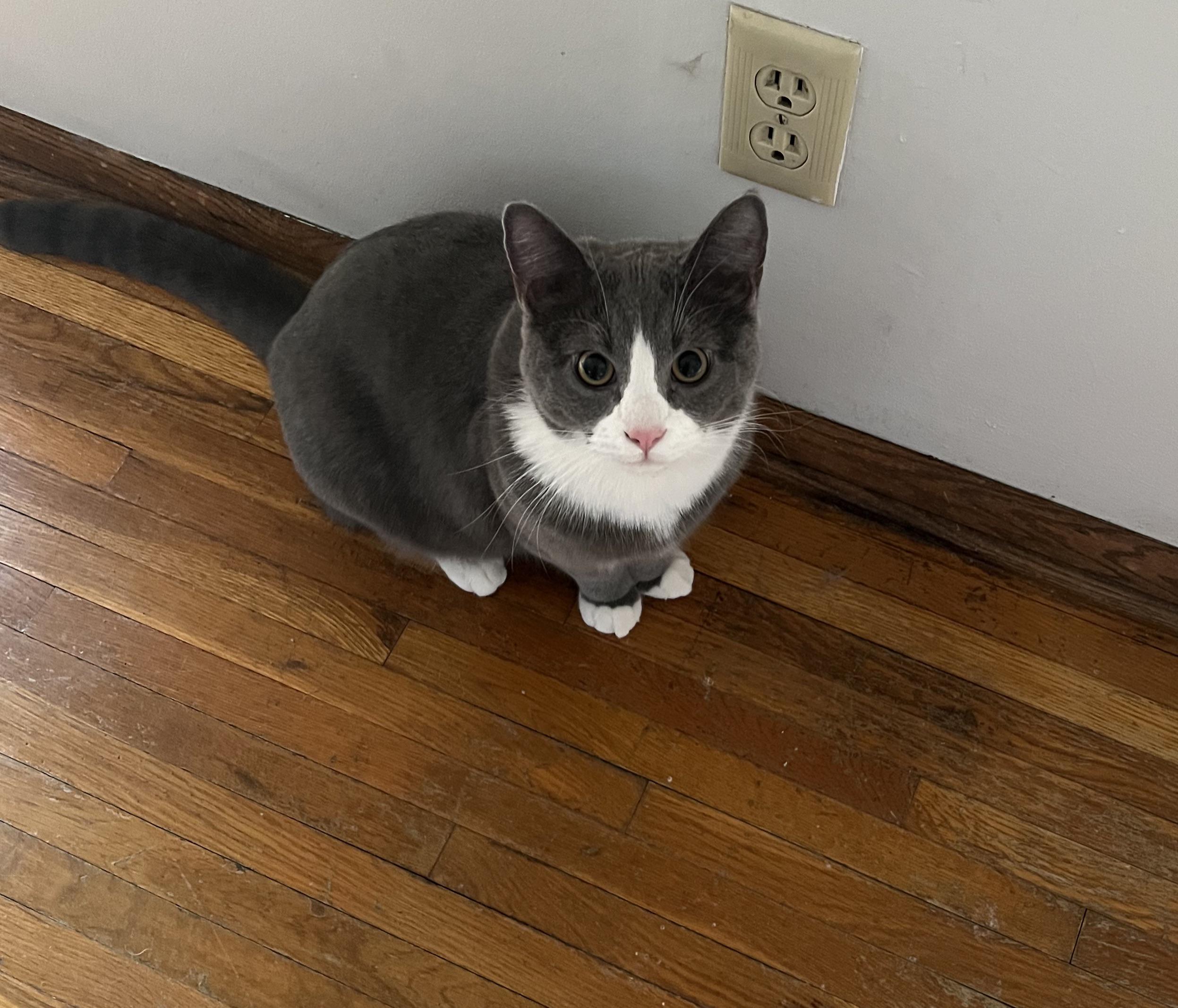 Mittens! | Scrolller