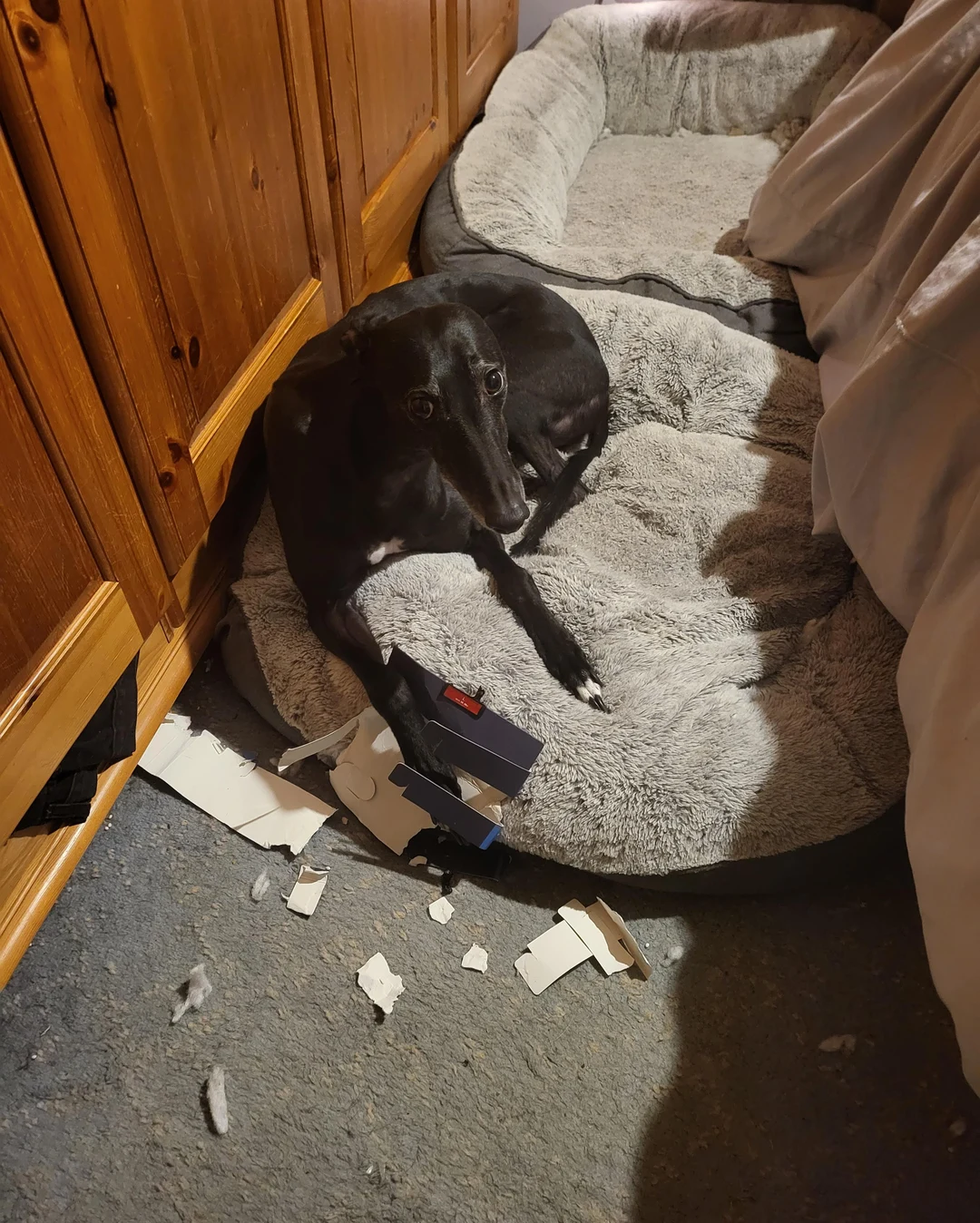 Nope, not at all, it was obviously the cat, even though we don't have one... | Scrolller