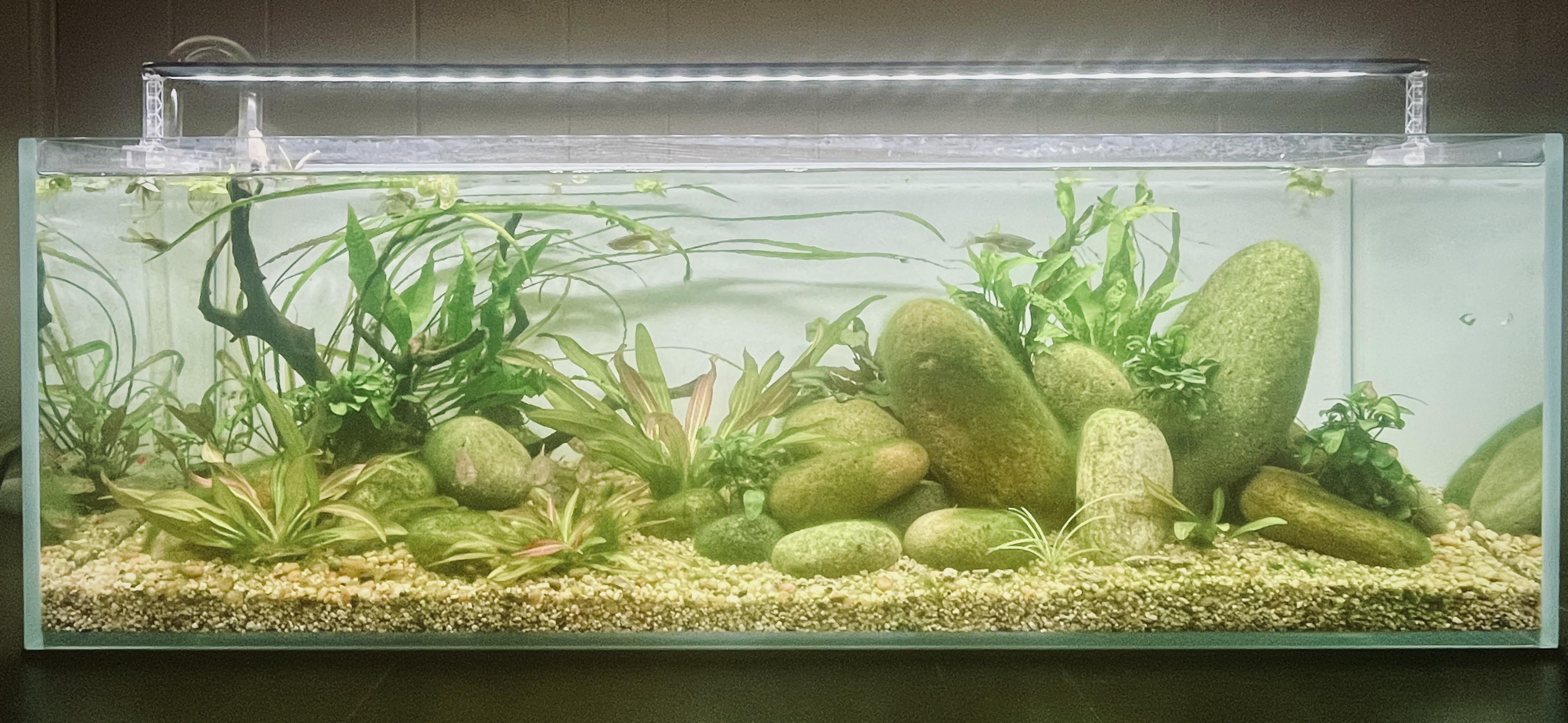 Algae Help Please | Scrolller