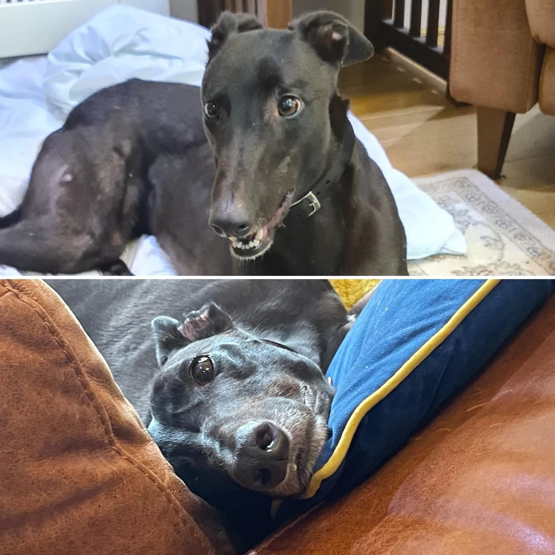 2 years since gotcha day! | Scrolller