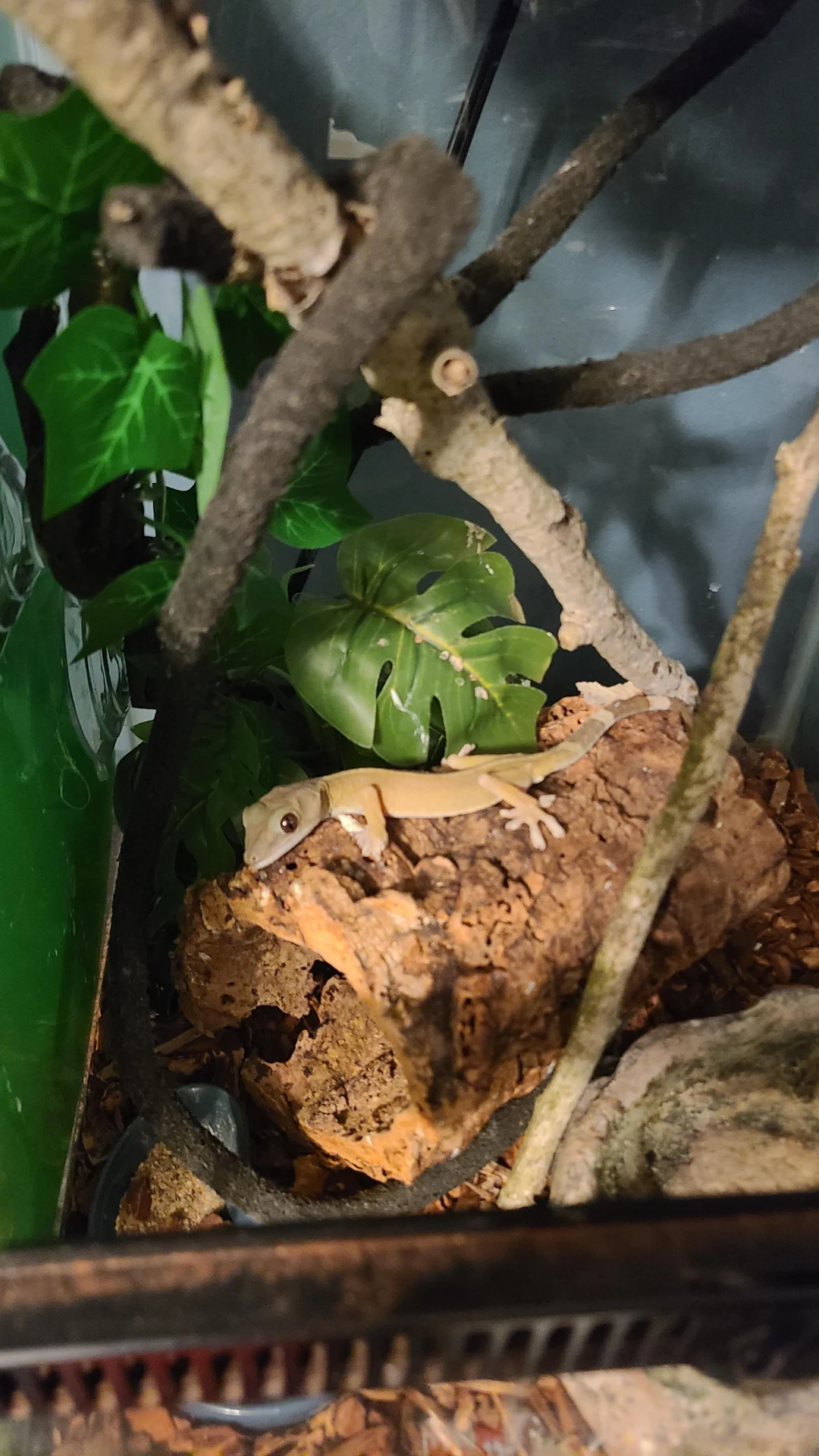 I caught the Immortal Menace basking on his log late at night. | Scrolller