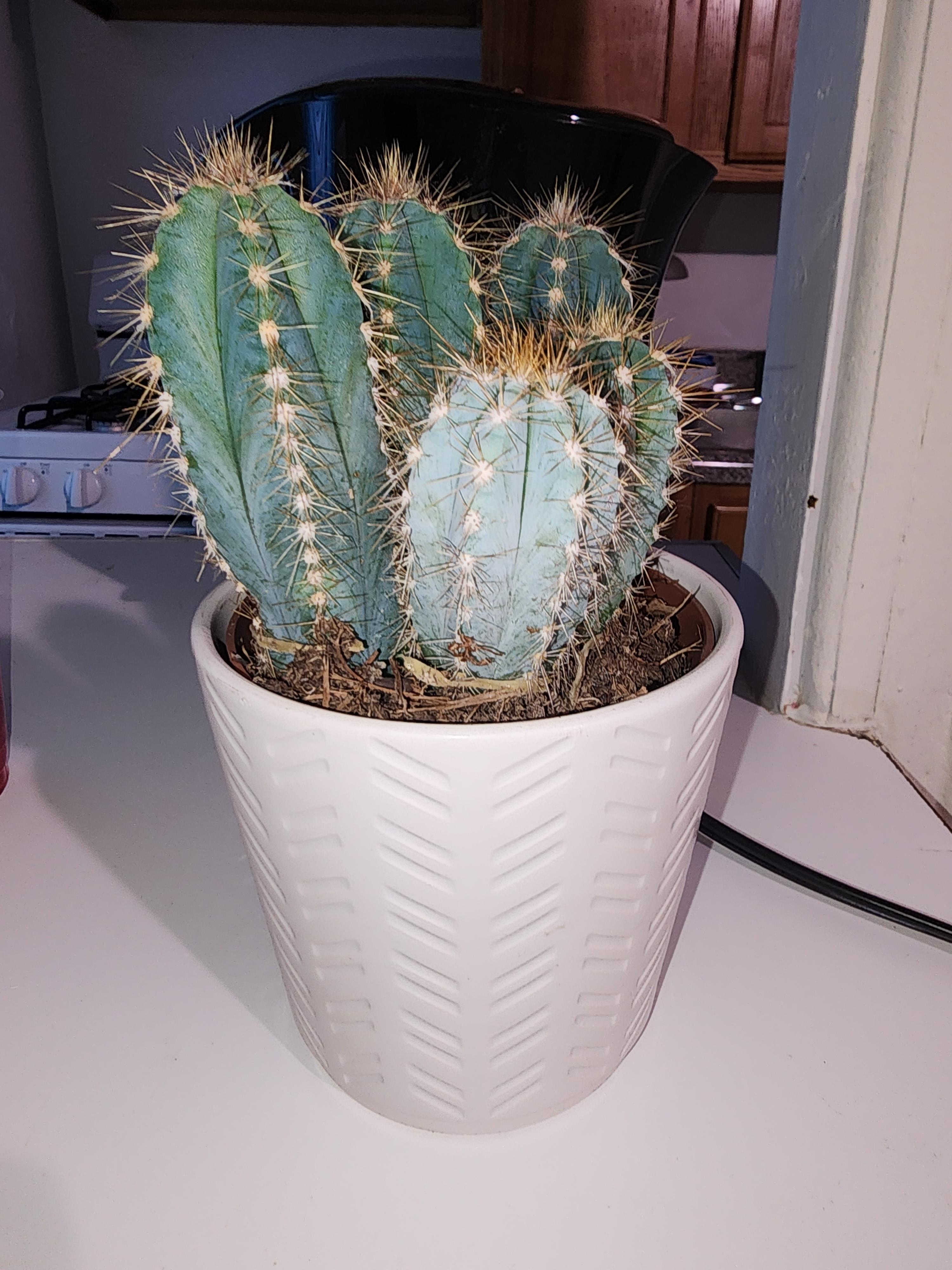Help: What cactus is this? | Scrolller