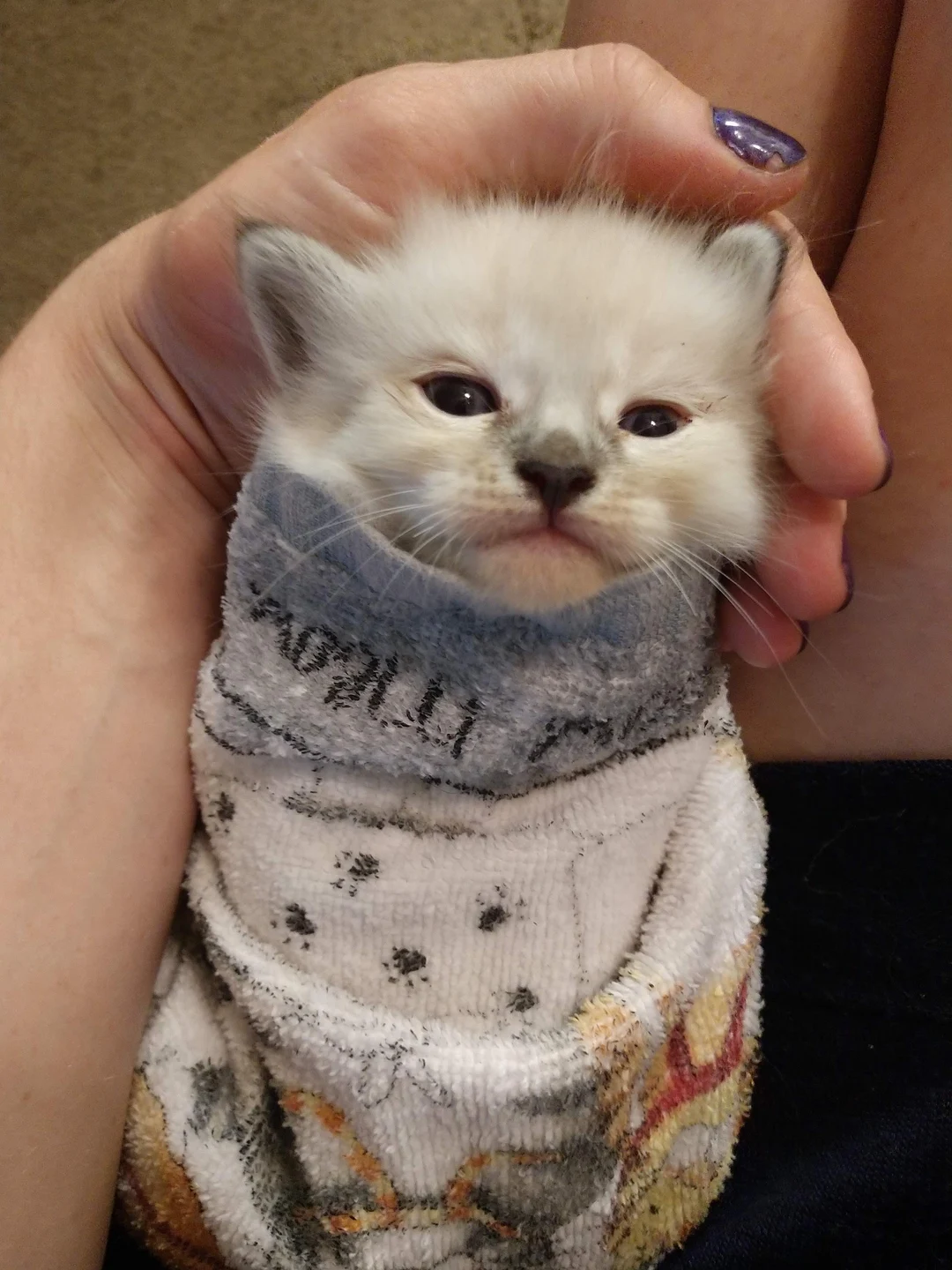 Purrito looking mighty yummy | Scrolller