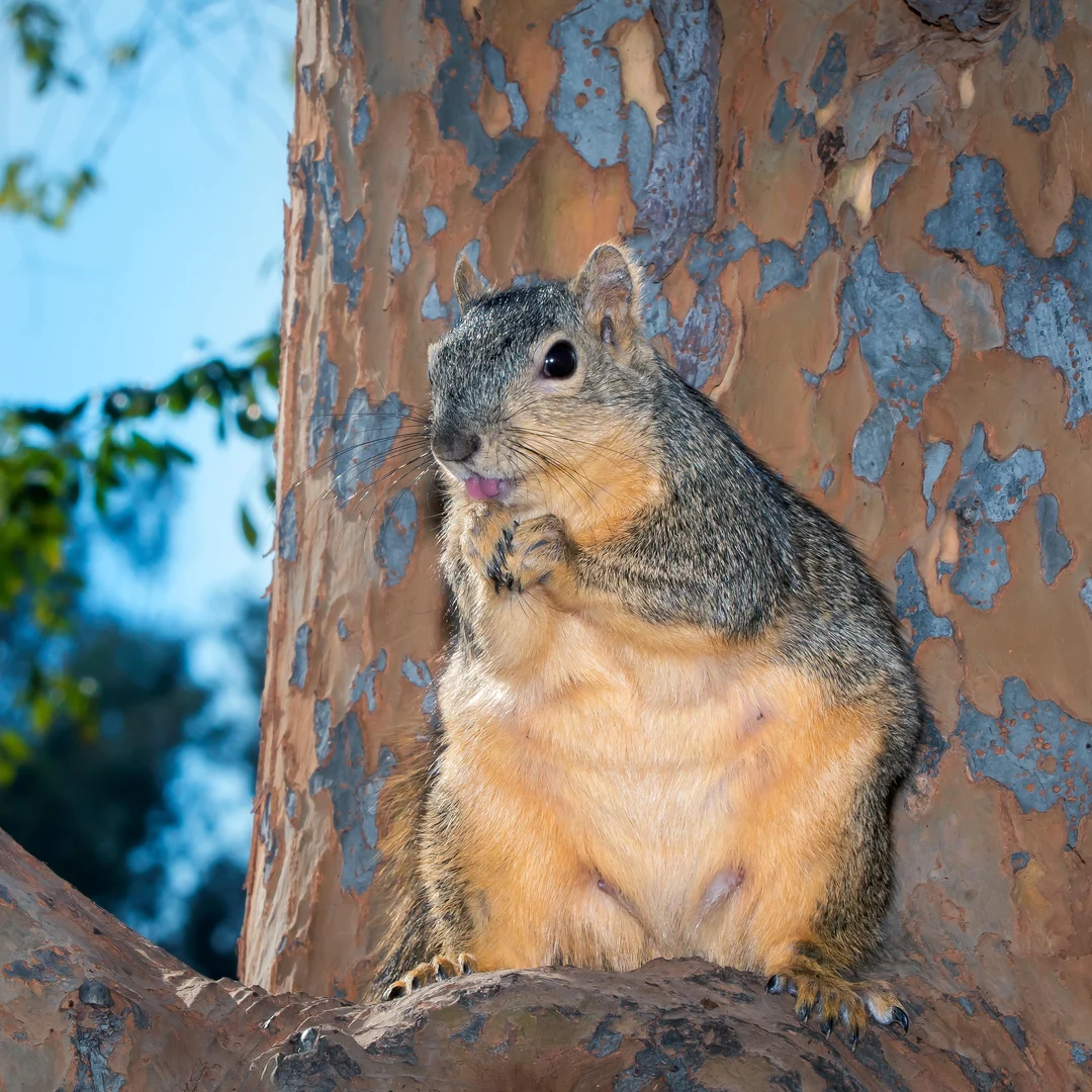 Sweet Mother Squirrel | Scrolller