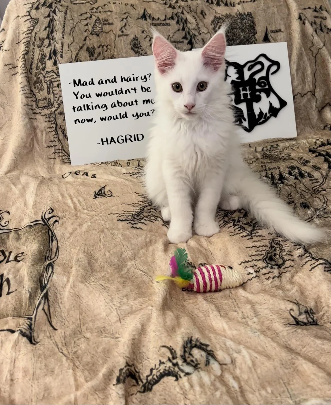 Wife’s announcement for the new addition. | Scrolller