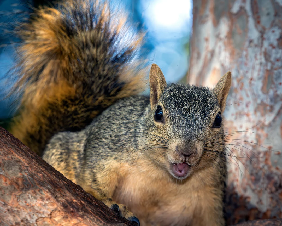Super Happy Fun Time Squirrel | Scrolller