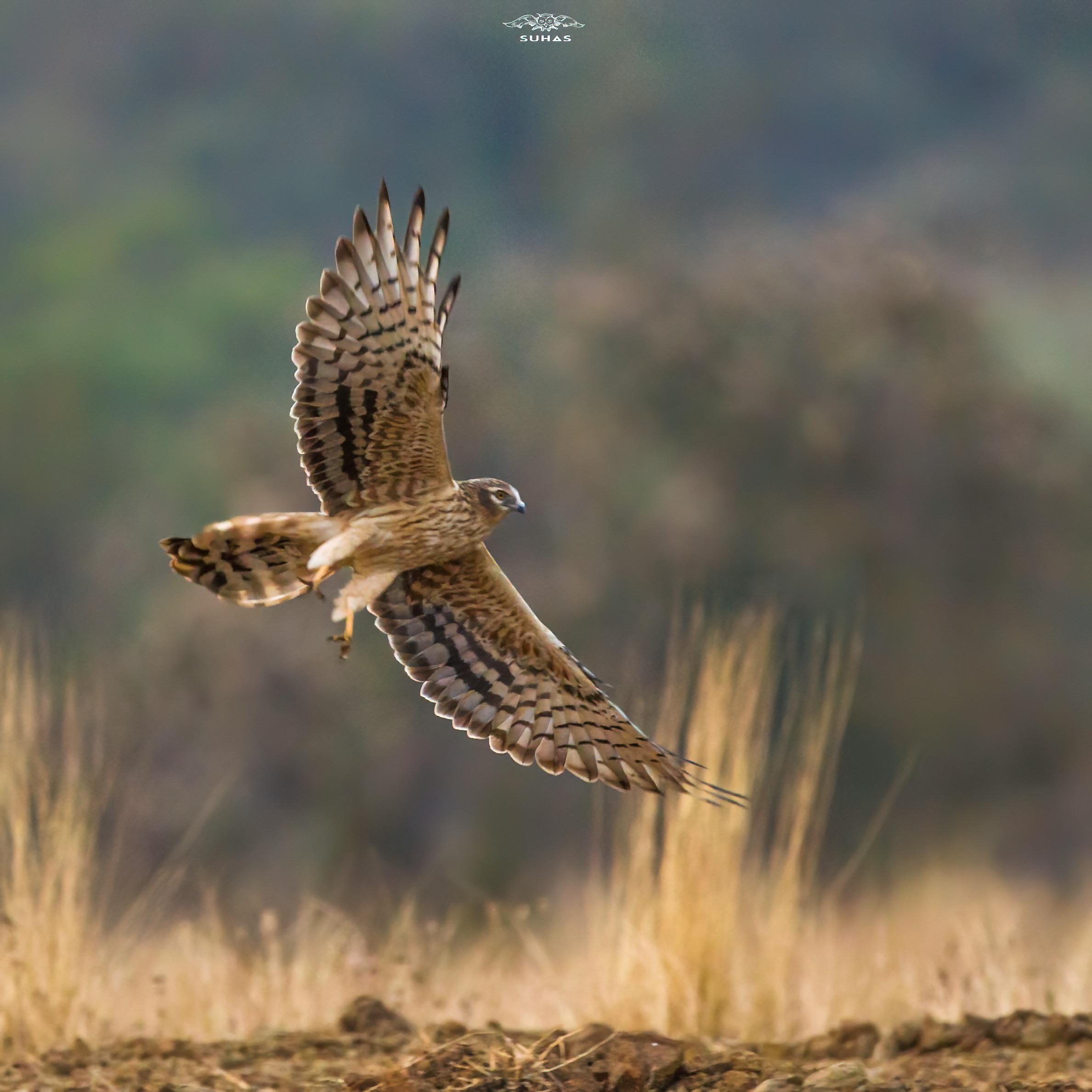 Montagu’s harrier female . Shot in India during dusk | Scrolller