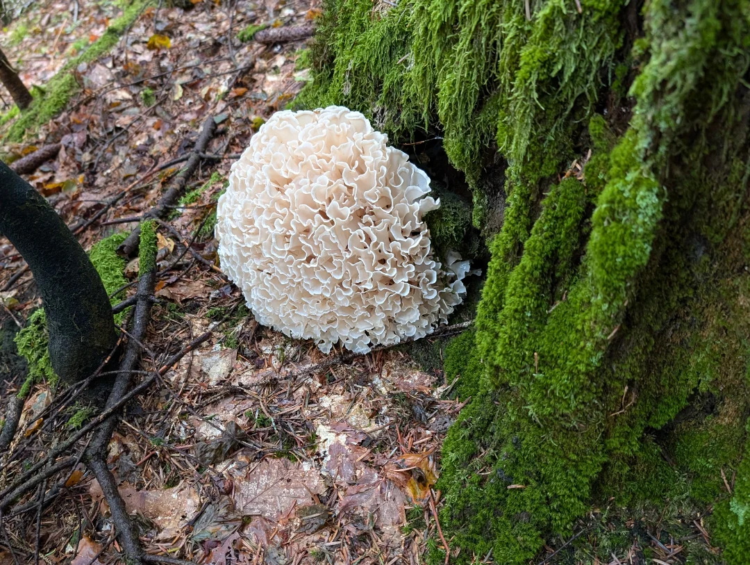 Cauliflower mushroom? | Scrolller