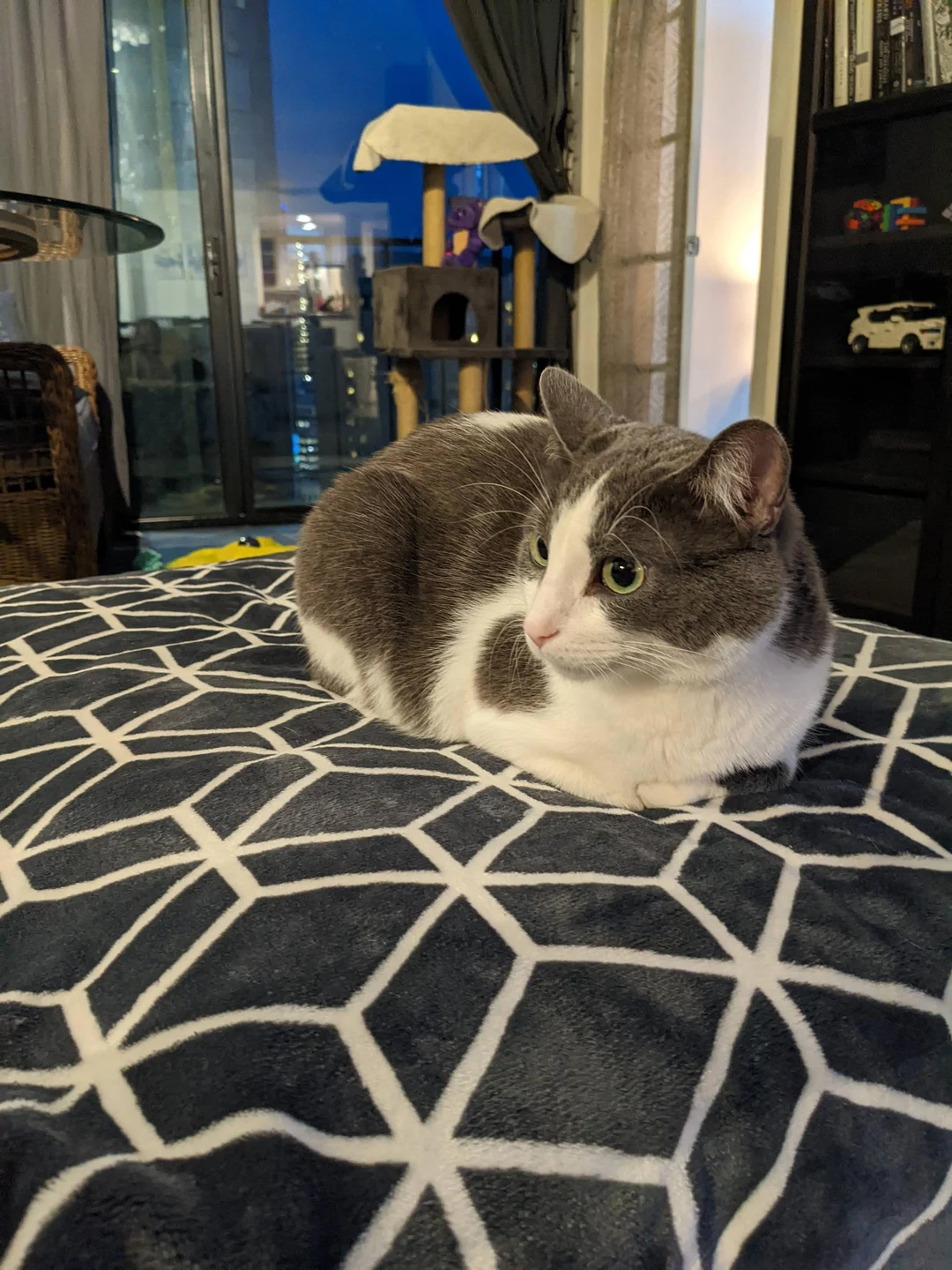 Freshly baked Catloaf | Scrolller
