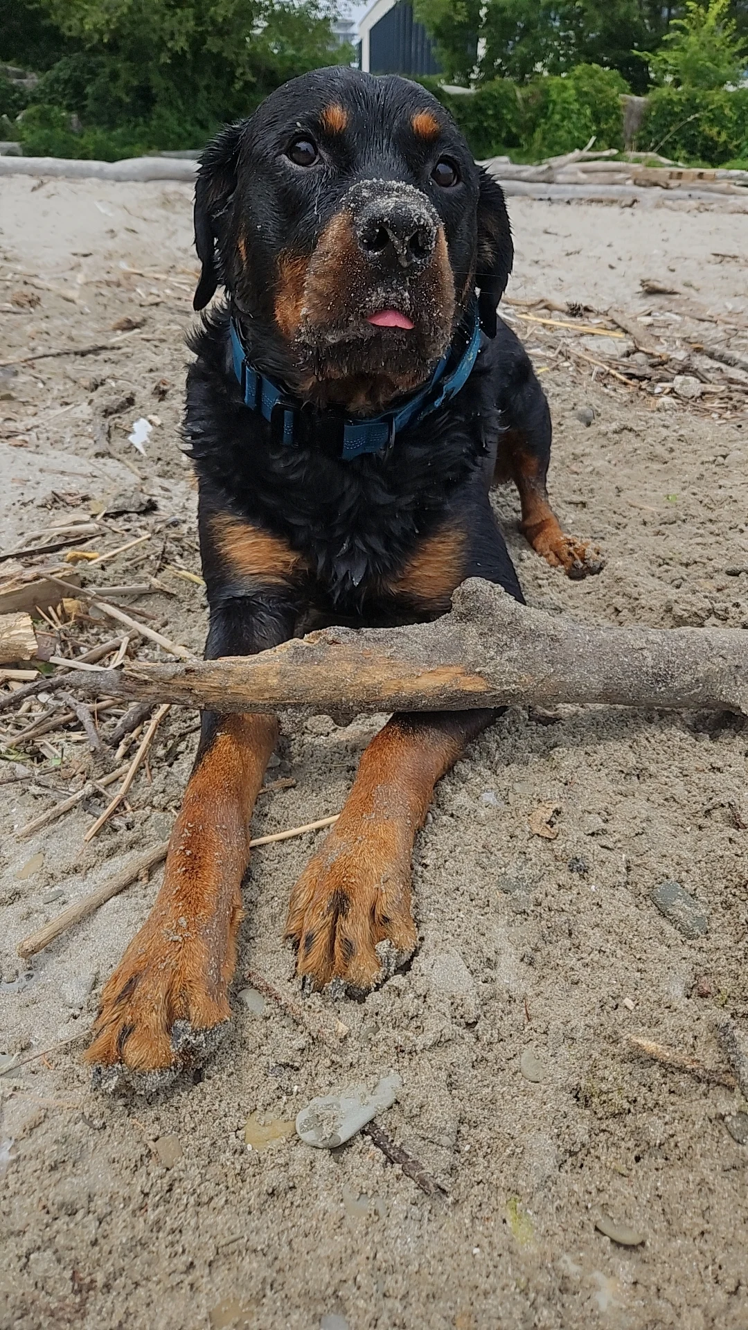 Rex went swimming | Scrolller