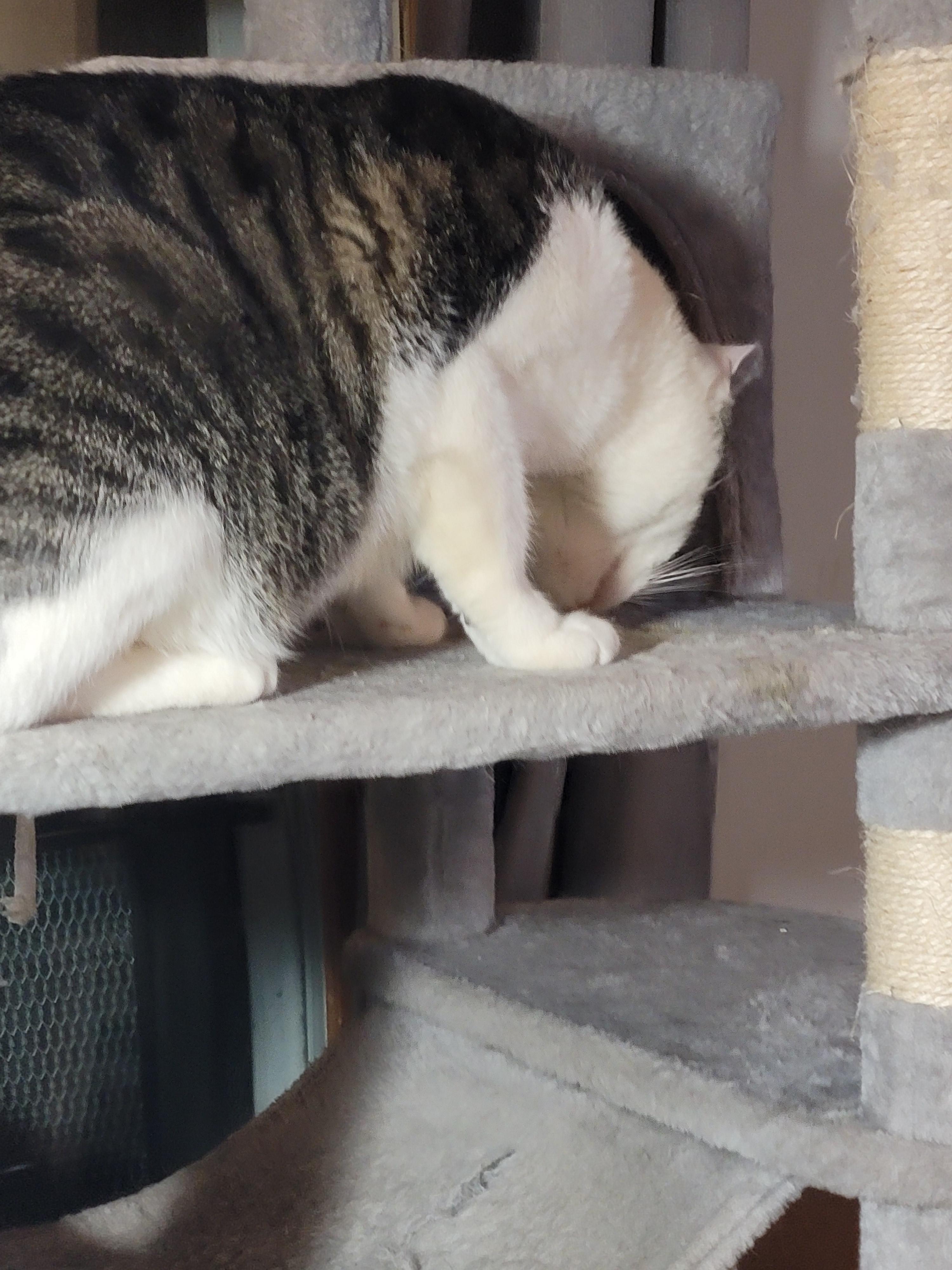 little bit of catnip | Scrolller