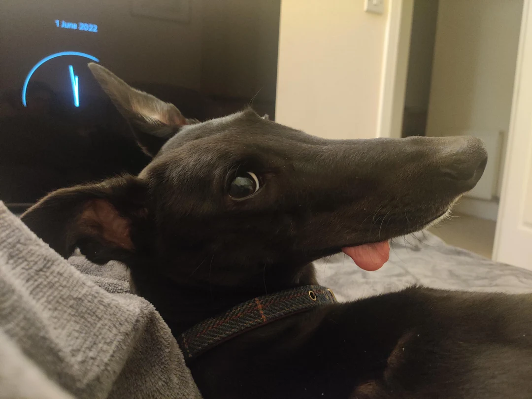 Surprise belated blep | Scrolller