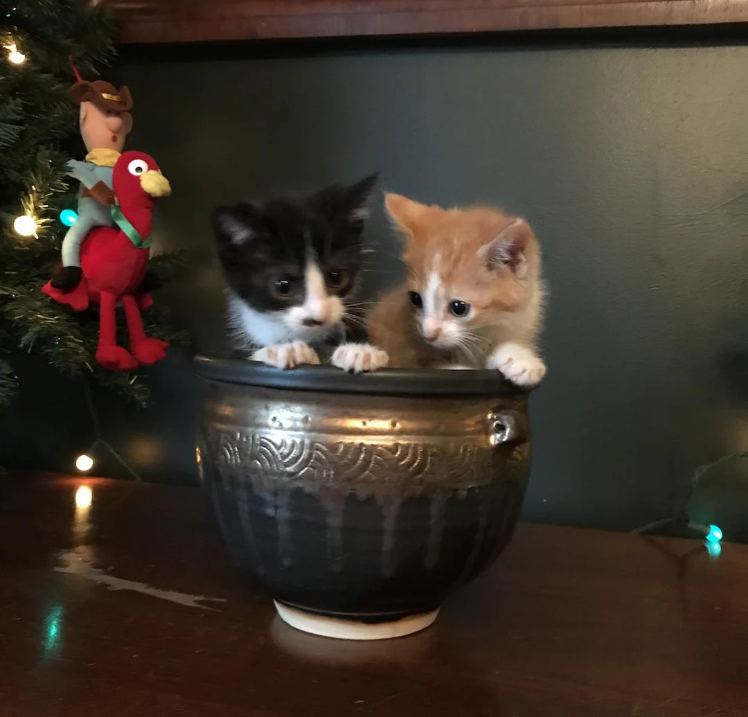 OC - first foster kittens ever! | Scrolller