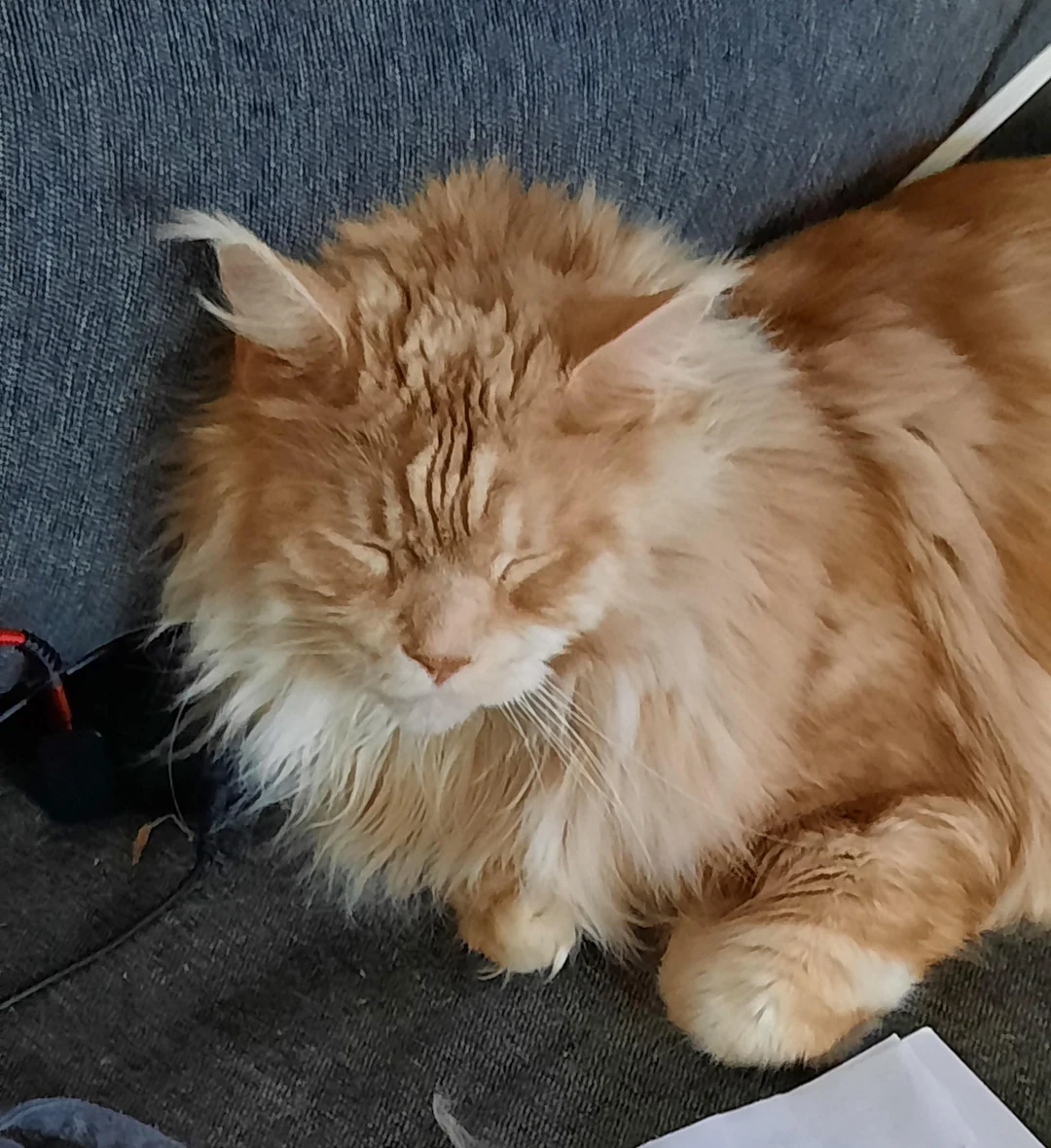 Have you met my lion? | Scrolller