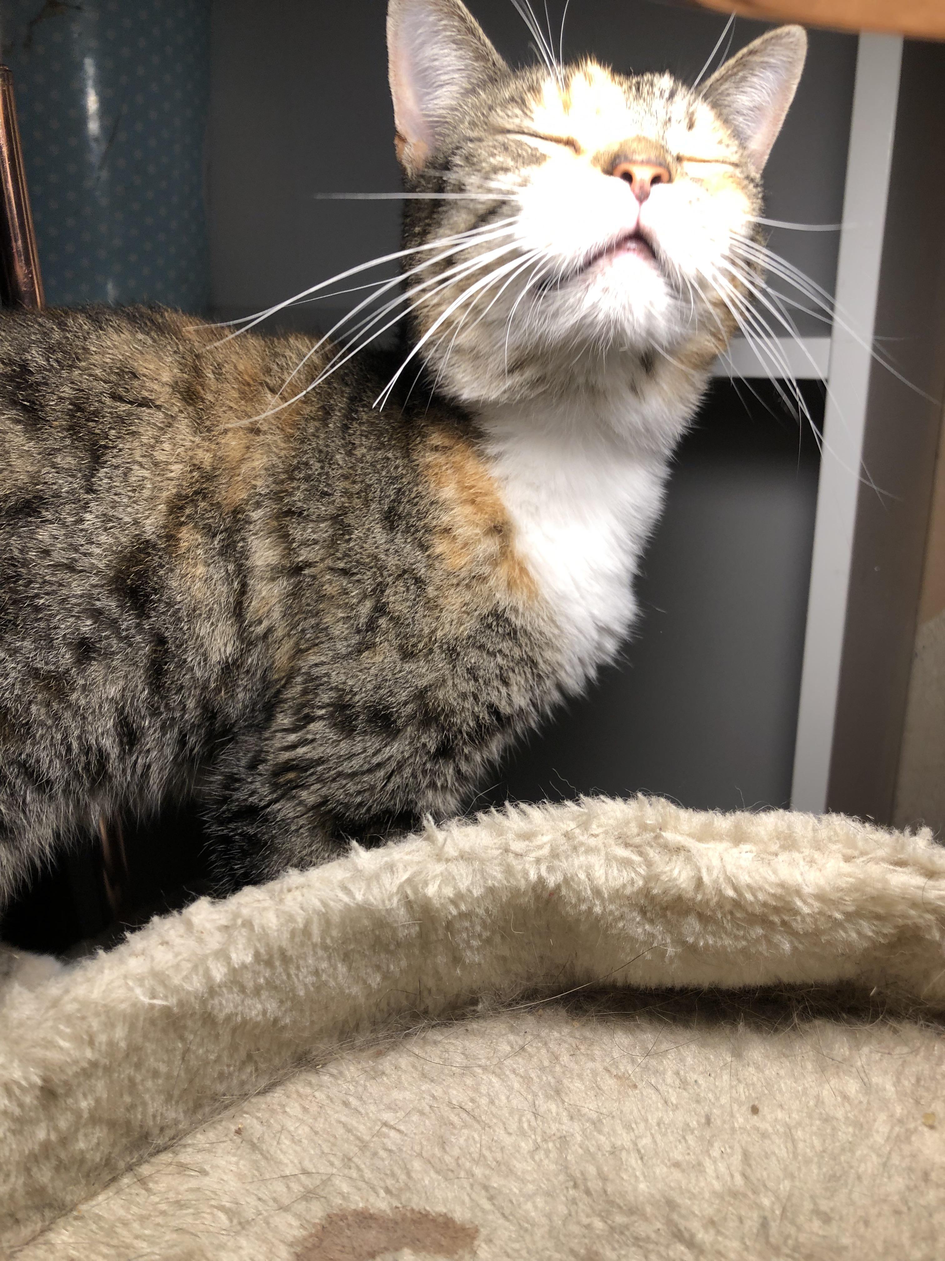 Goddess confirmed | Scrolller