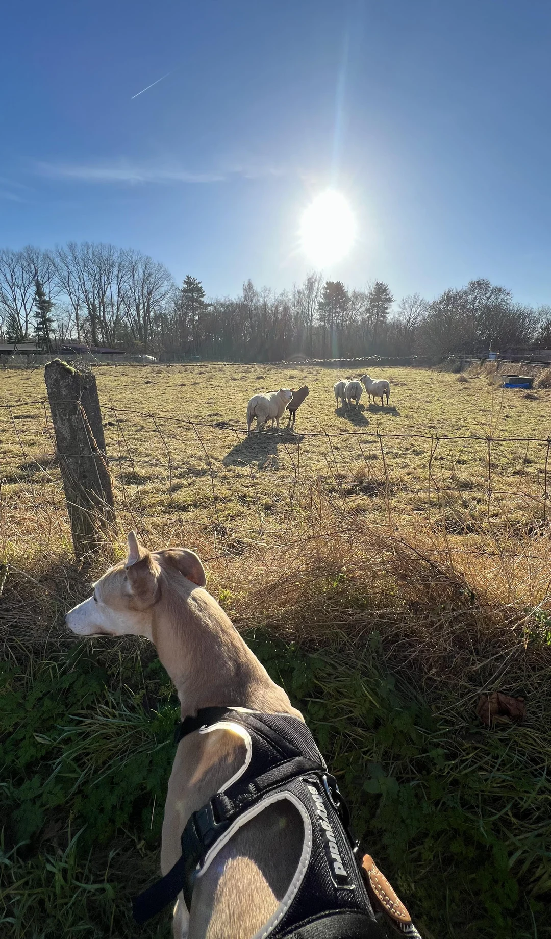 Phoebe, totally captivated… | Scrolller